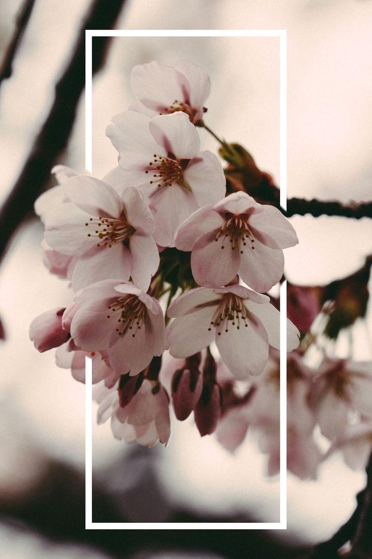 Floral Tumblr HD Wallpapers - Top Free Floral Tumblr HD Backgrounds ...