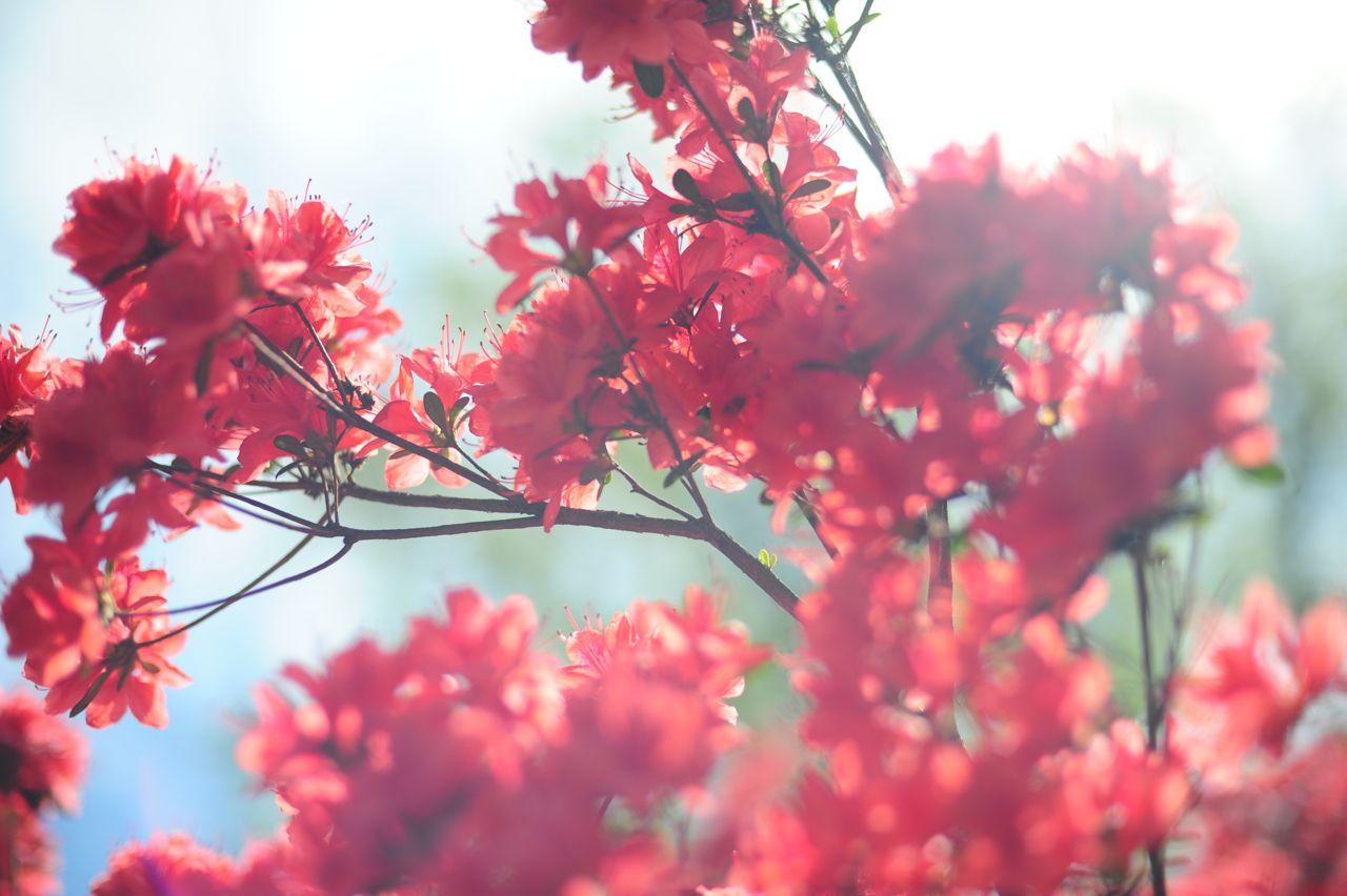 Floral Tumblr HD Wallpapers - Top Free Floral Tumblr HD Backgrounds ...