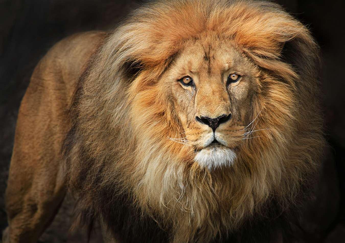 Cool Lion Face Wallpapers - Top Free Cool Lion Face Backgrounds ...