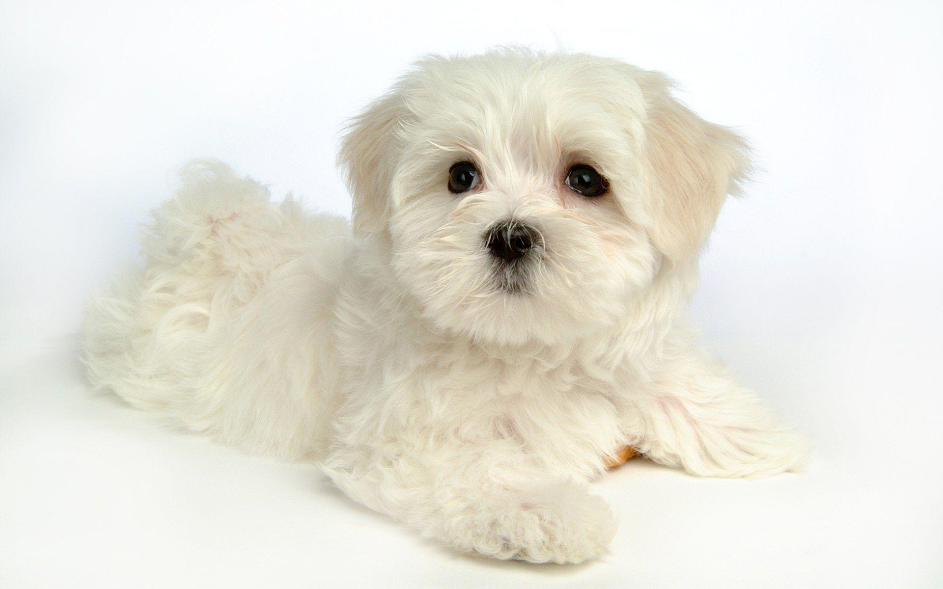 Maltese Puppies Wallpapers - Top Free Maltese Puppies Backgrounds ...