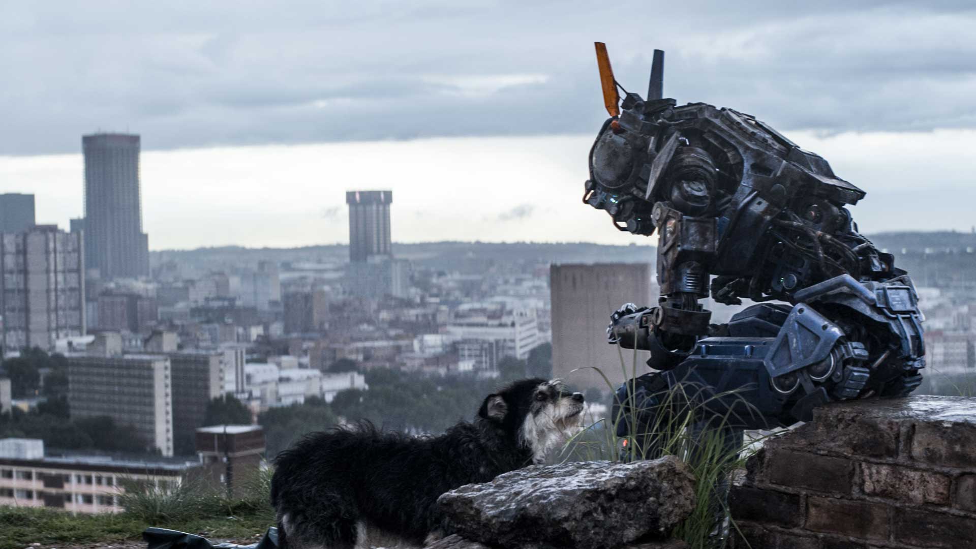 1920X1080 Chappie Wallpapers - Top Free 1920X1080 Chappie Backgrounds ...
