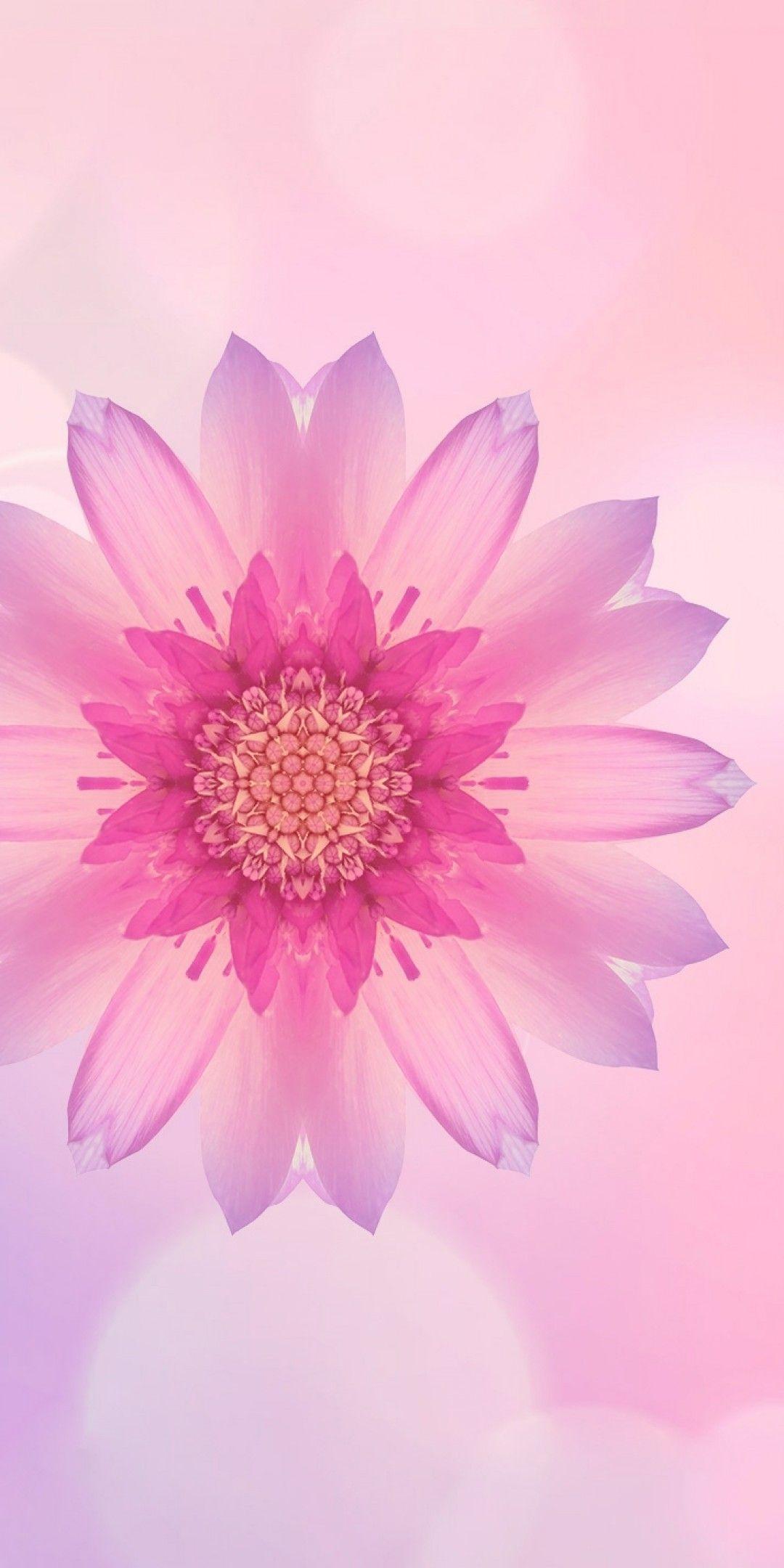 Huawei Flower Wallpapers - Top Free Huawei Flower Backgrounds ...