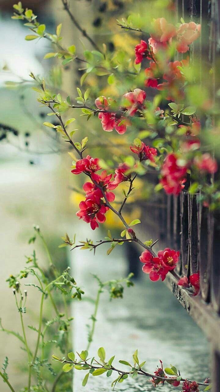 Huawei Flower Wallpapers - Top Free Huawei Flower Backgrounds ...