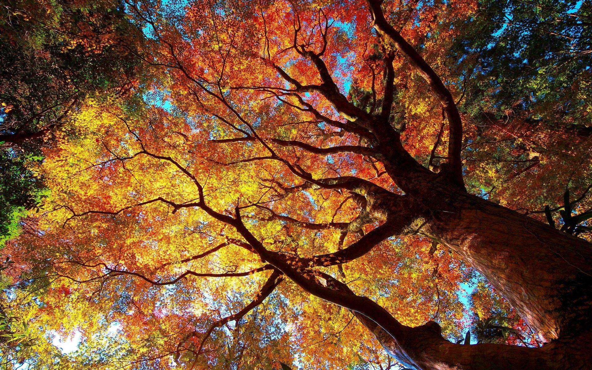 Autumn Trees Desktop Wallpapers - Top Free Autumn Trees Desktop ...