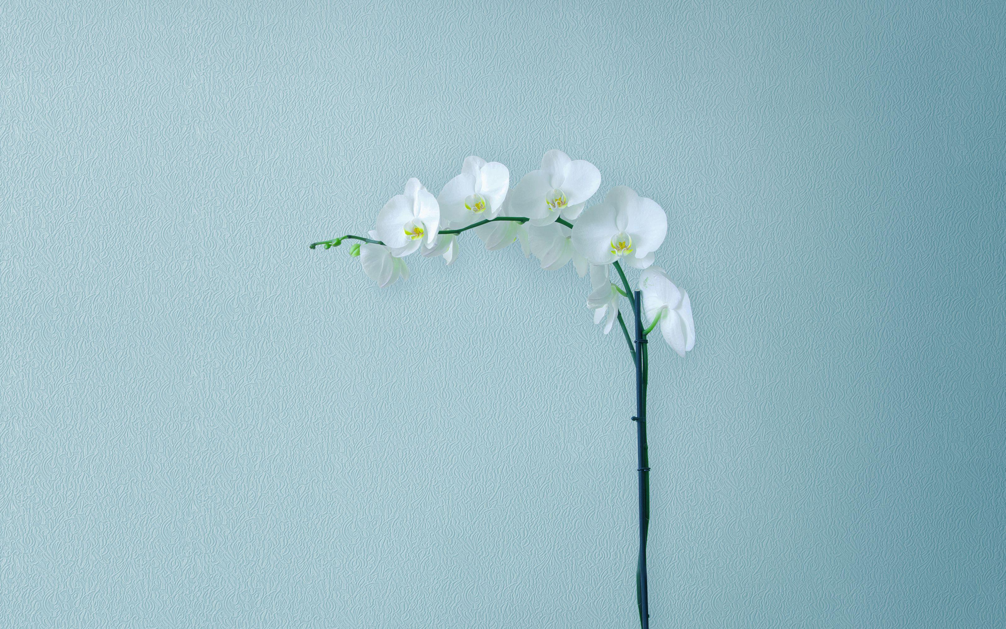 Minimal Flower Wallpapers - Top Free Minimal Flower Backgrounds ...