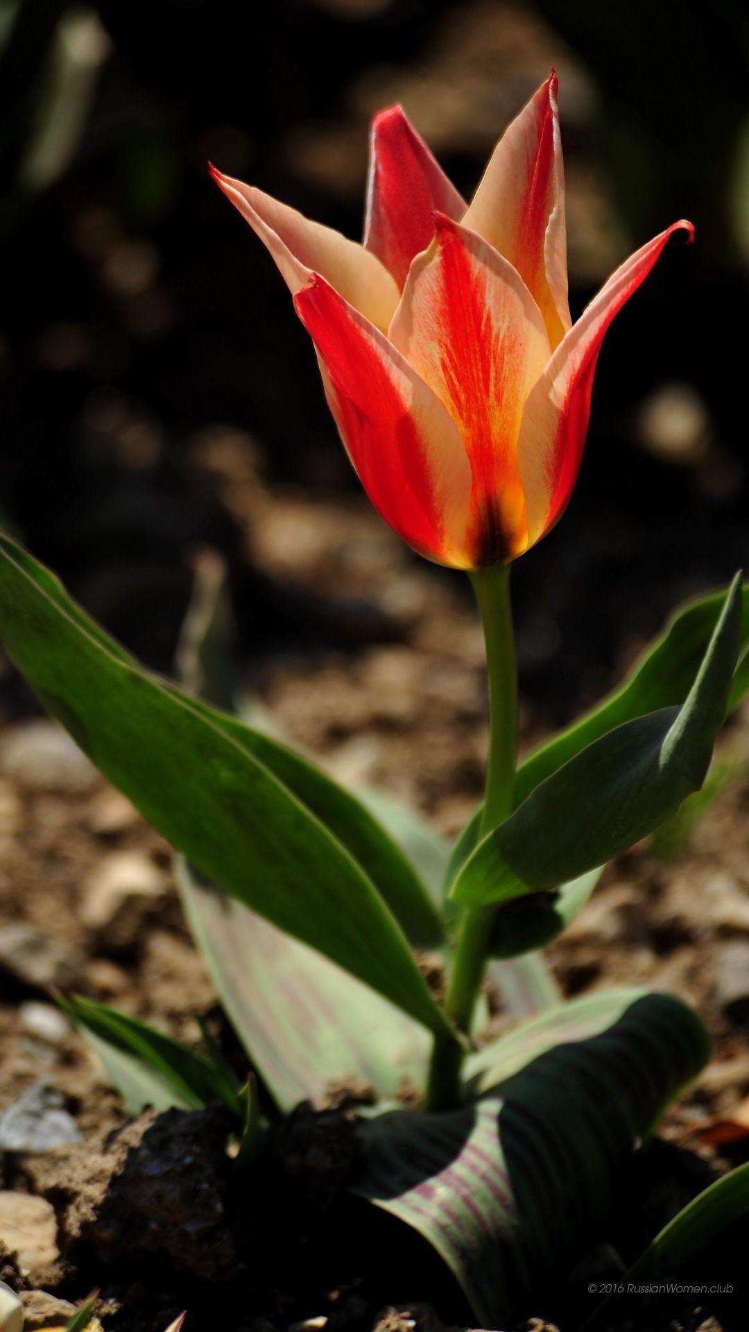 Huawei Flower Wallpapers - Top Free Huawei Flower Backgrounds ...