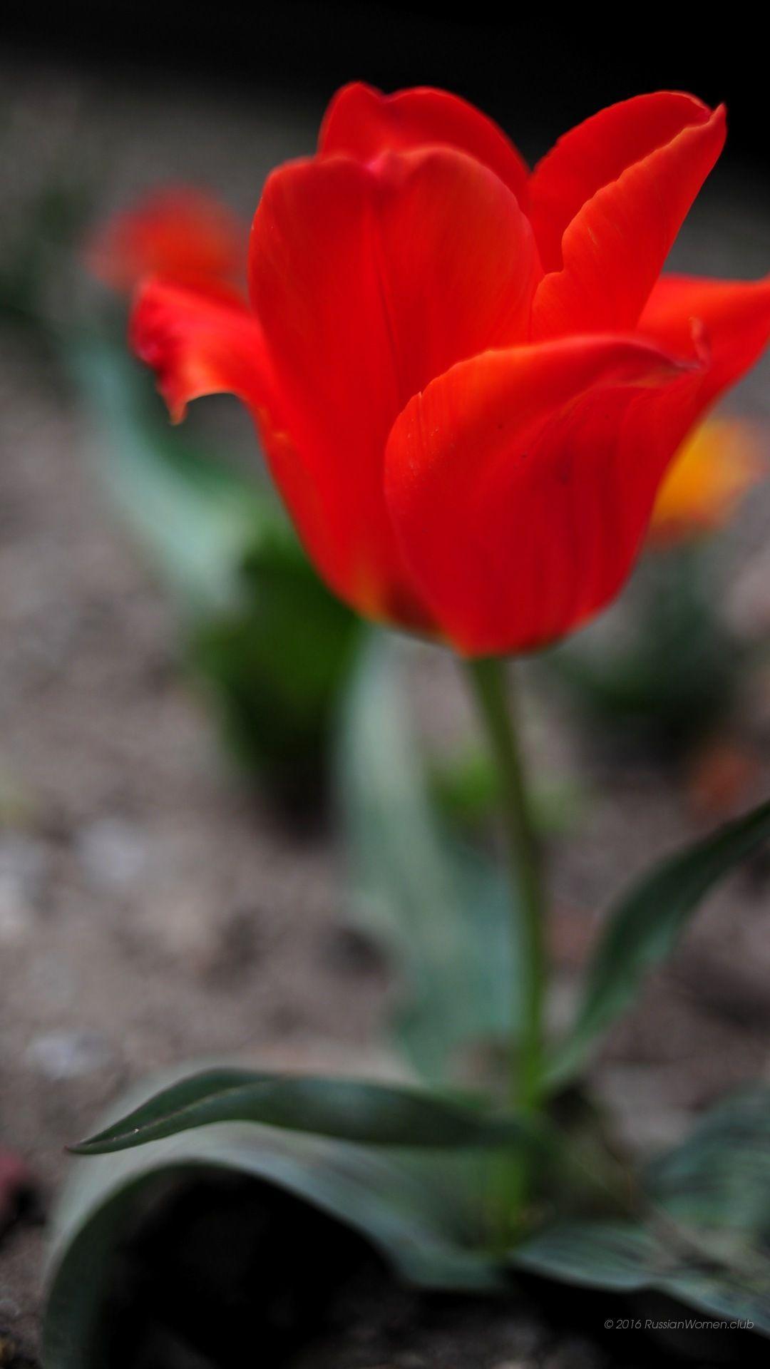 Huawei Flower Wallpapers - Top Free Huawei Flower Backgrounds ...