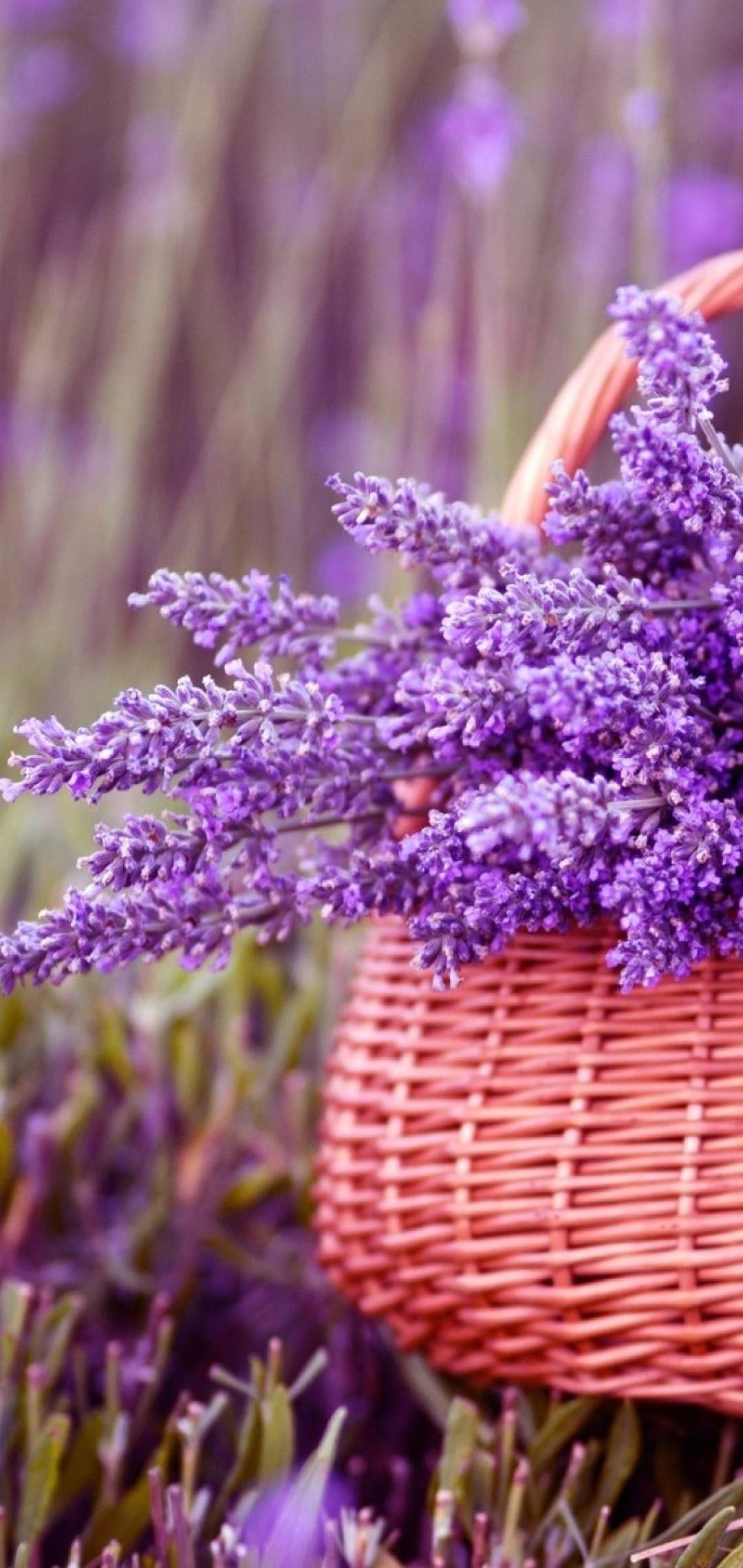 Huawei Flower Wallpapers - Top Free Huawei Flower Backgrounds ...