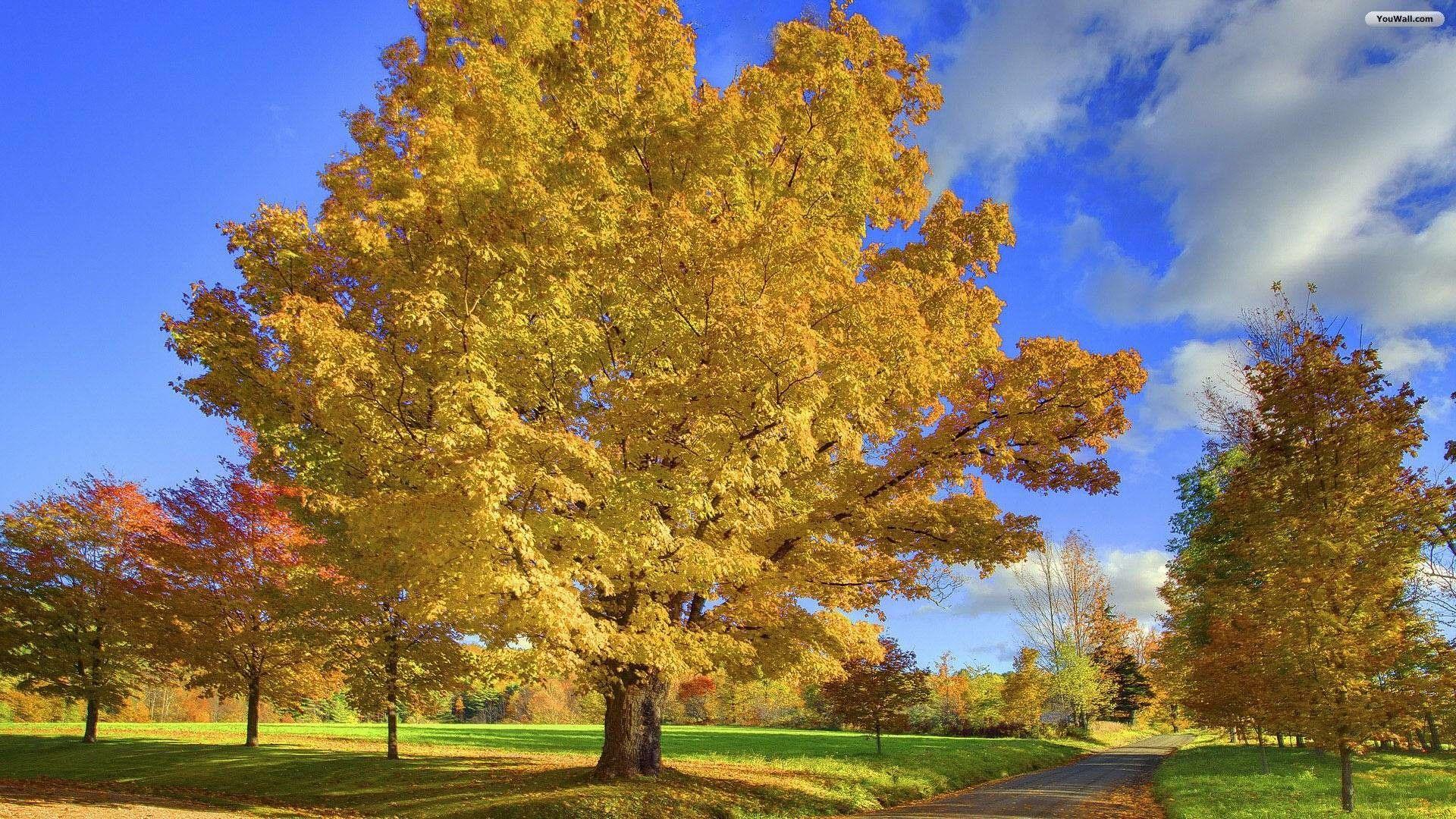 Autumn Trees Desktop Wallpapers - Top Free Autumn Trees Desktop ...