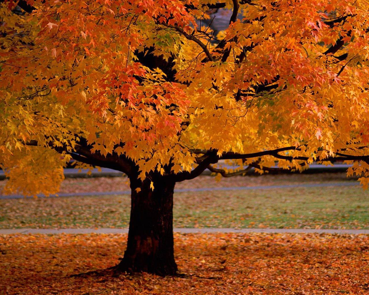 Autumn Trees Desktop Wallpapers - Top Free Autumn Trees Desktop ...