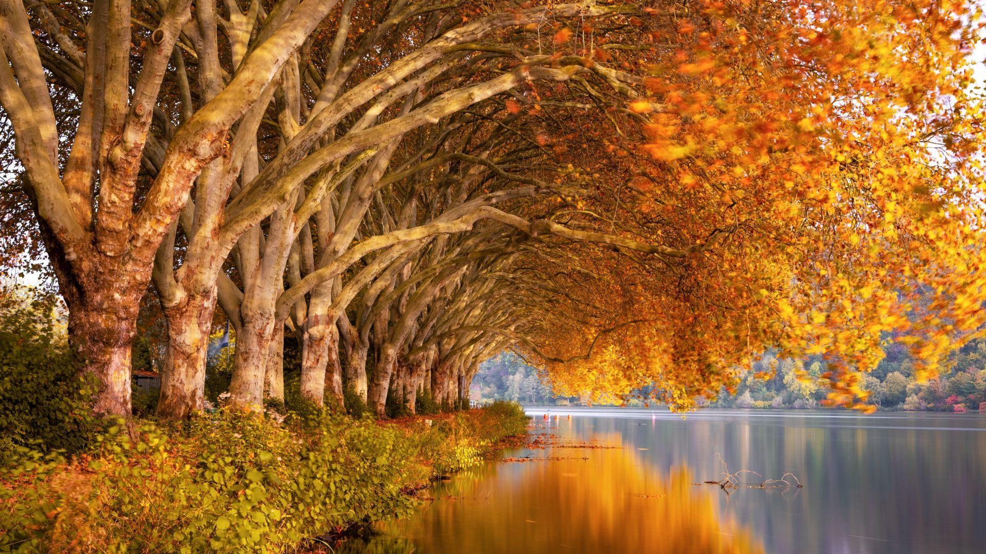 Autumn Trees Desktop Wallpapers - Top Free Autumn Trees Desktop ...