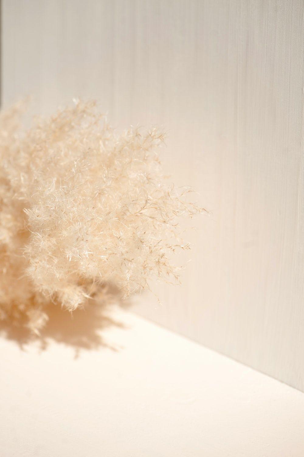 Beige Flower Wallpapers - Top Free Beige Flower Backgrounds ...