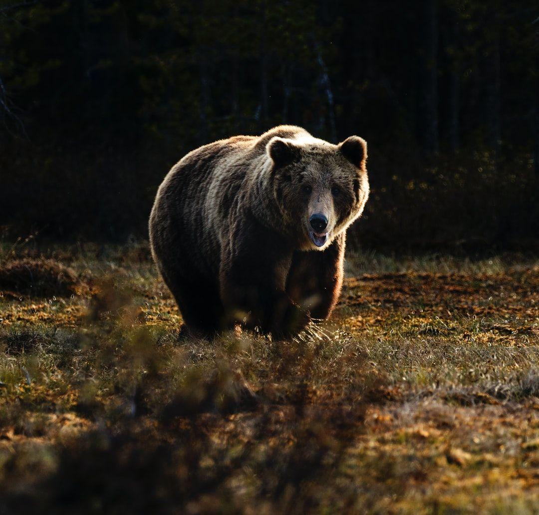 Bear Nature Wallpapers - Top Free Bear Nature Backgrounds - WallpaperAccess