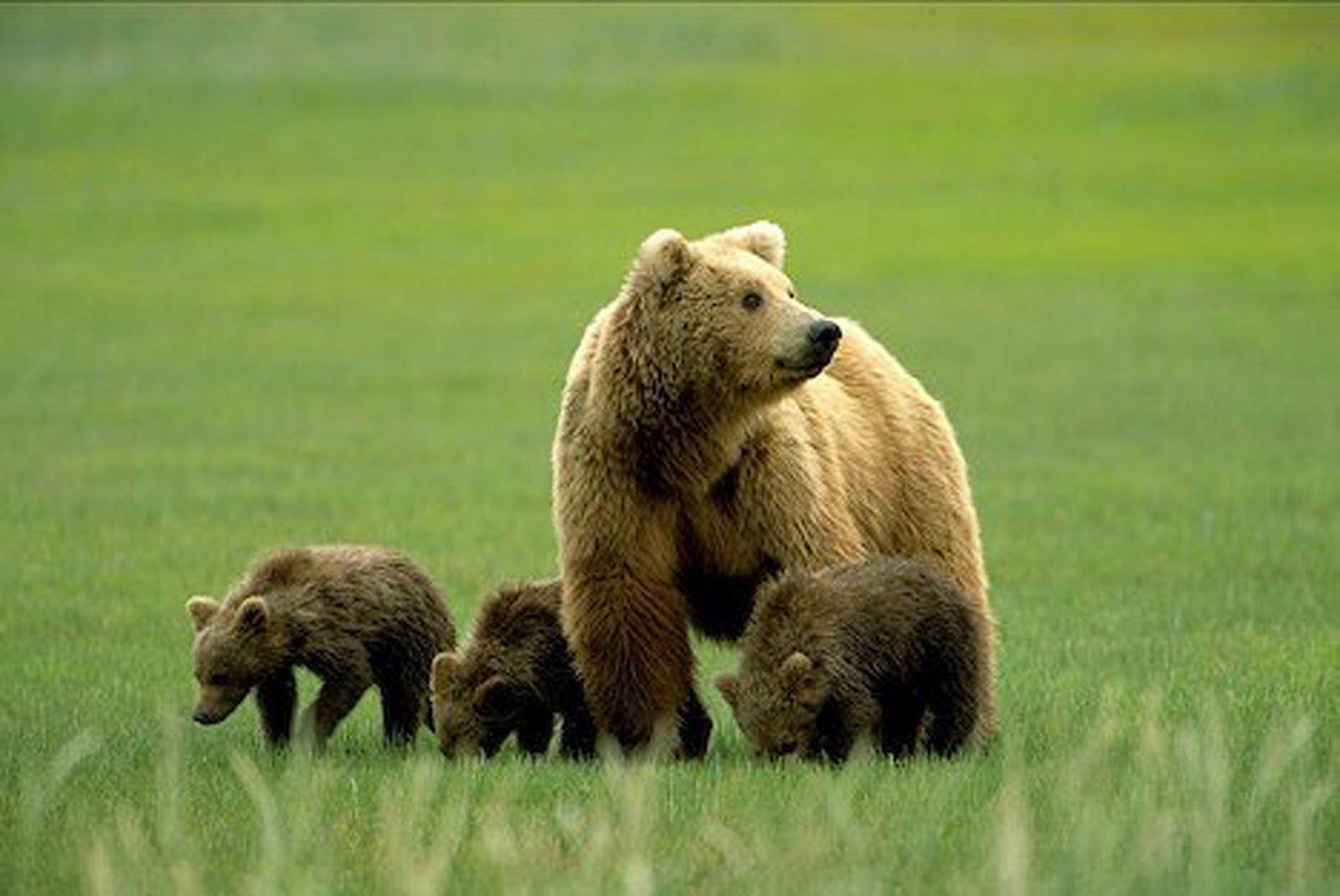 Bear Nature Wallpapers Top Free Bear Nature Backgrounds Wallpaperaccess
