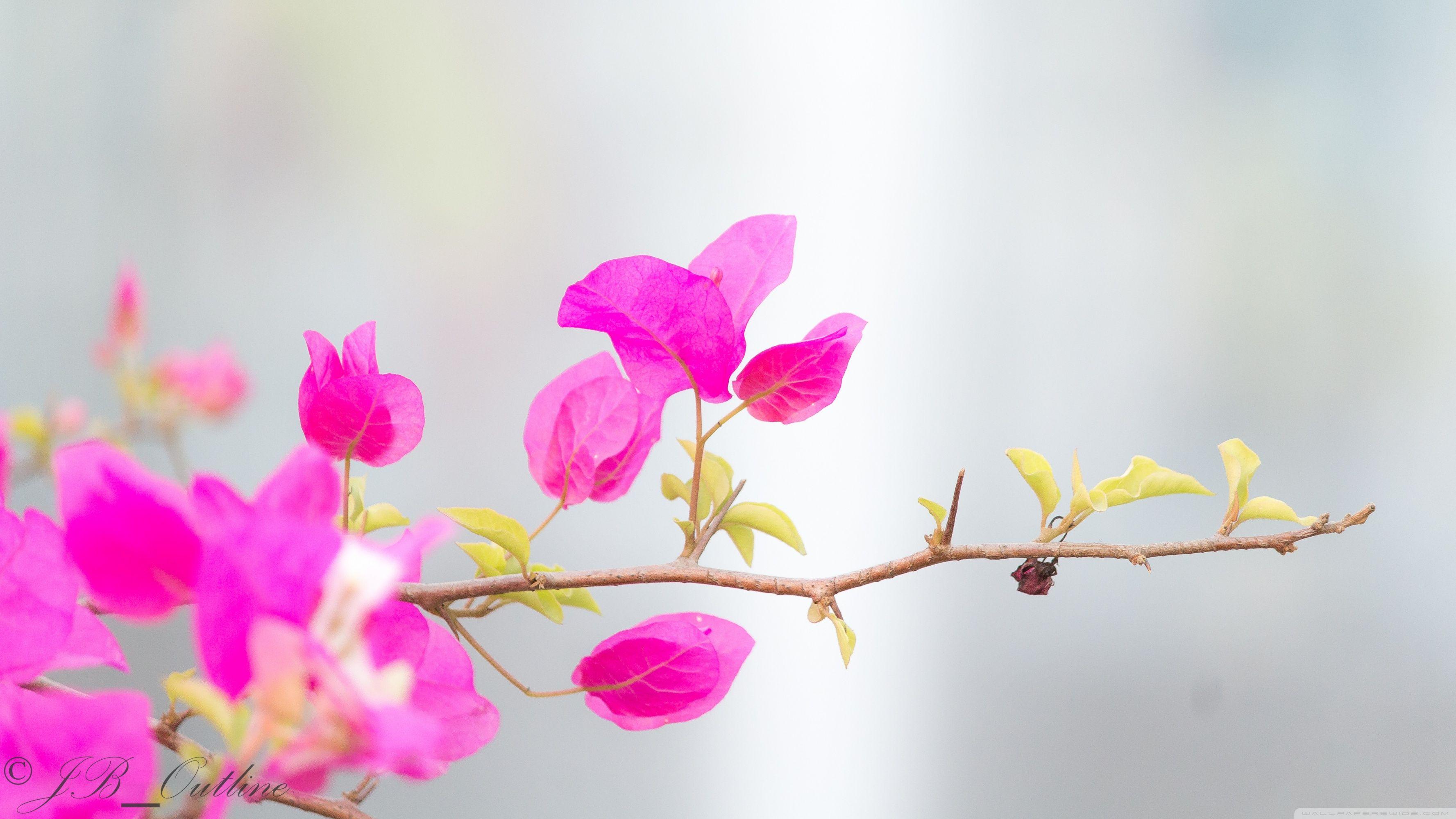 Paper Flower Wallpapers - Top Free Paper Flower Backgrounds ...