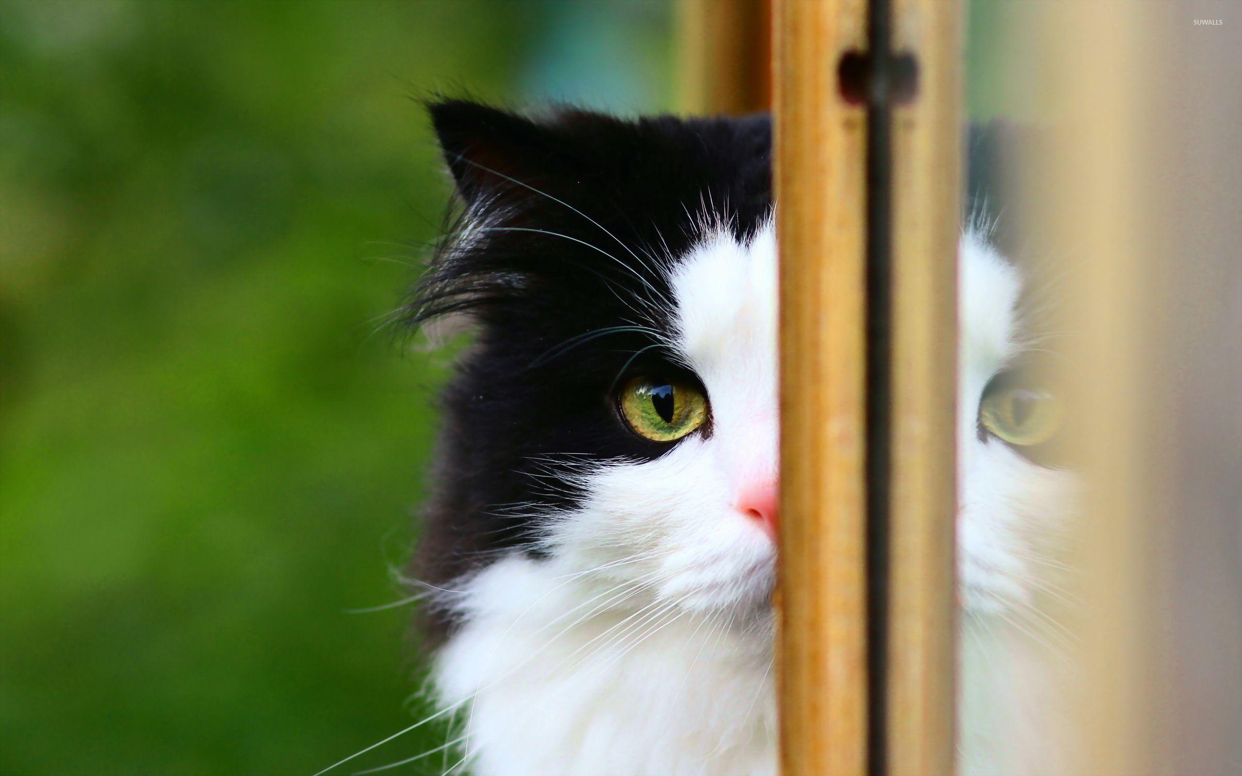 Black and White Cat Wallpapers - Top Free Black and White Cat ...