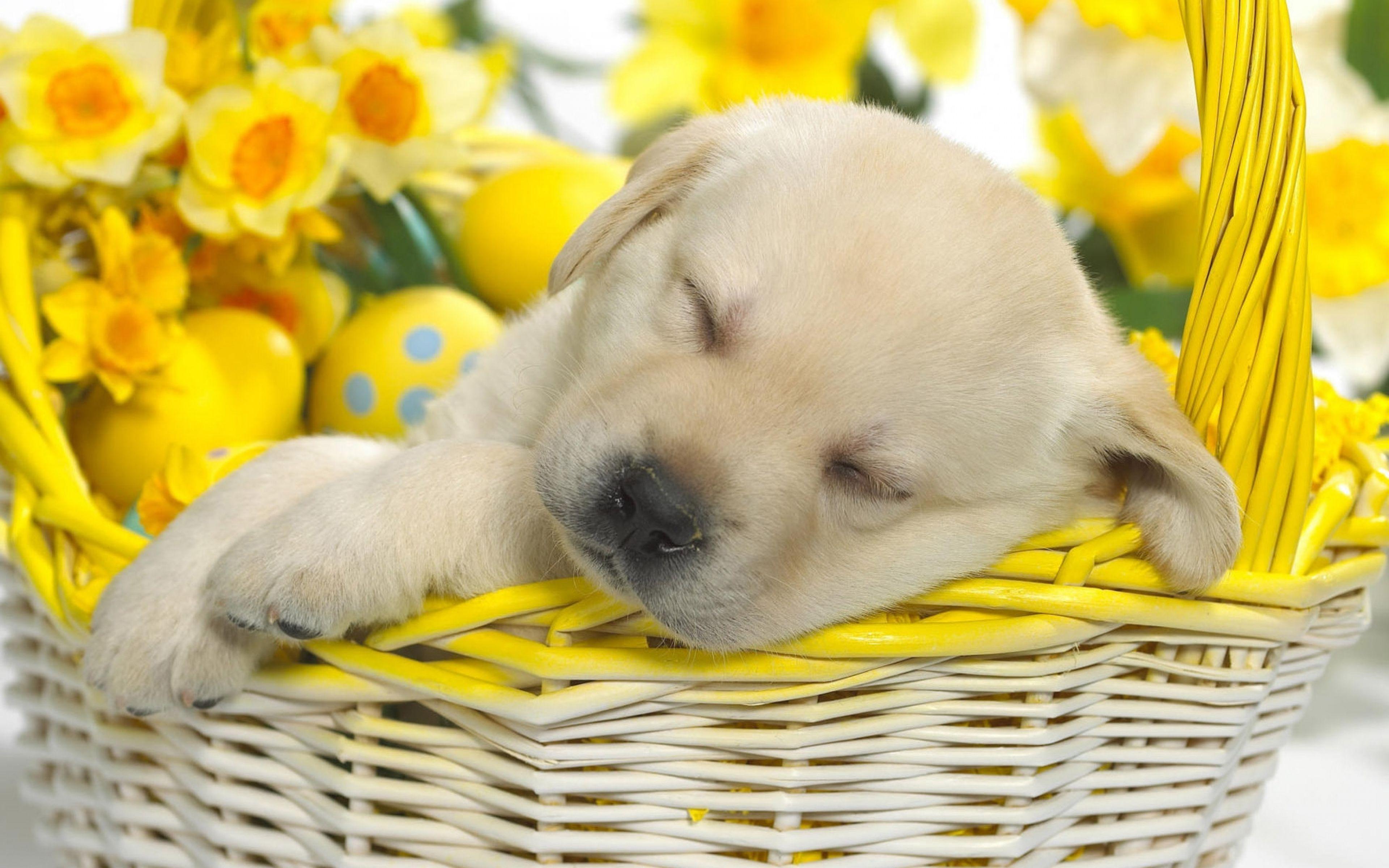 Tiny Dogs Wallpapers - Top Free Tiny Dogs Backgrounds - WallpaperAccess