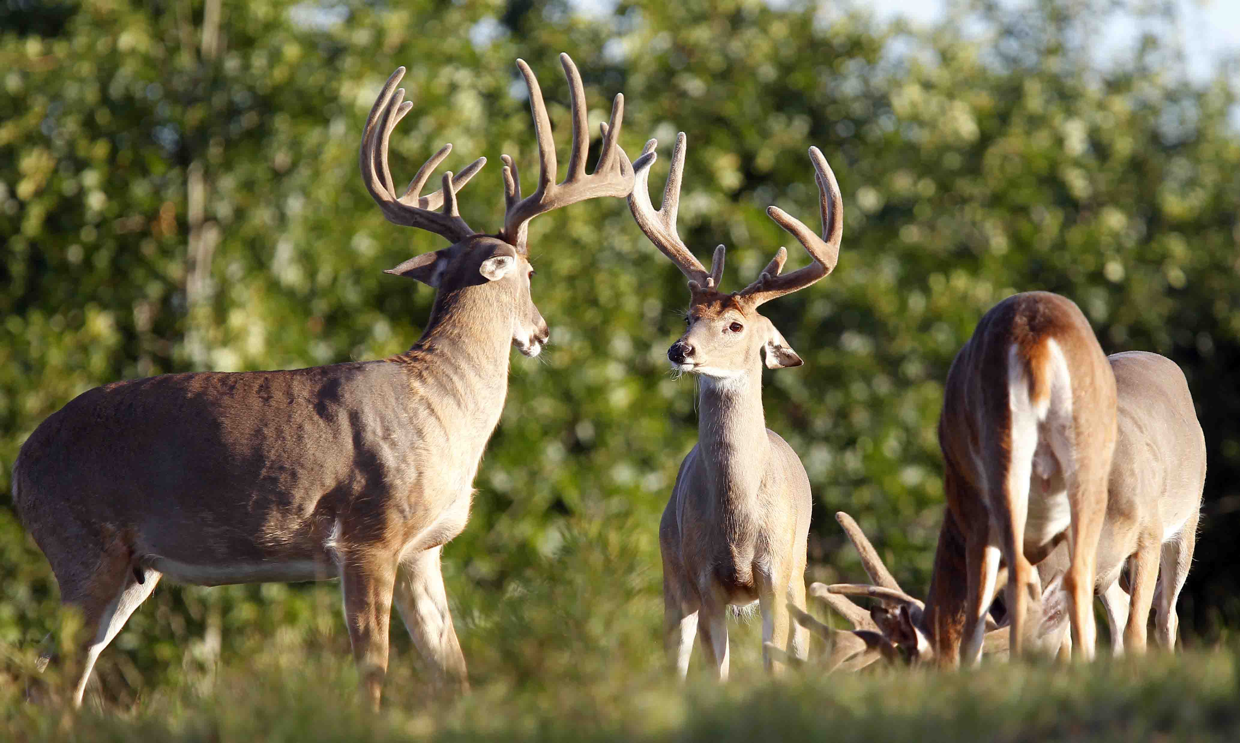 Realtree Buck Wallpapers - Top Free Realtree Buck Backgrounds ...