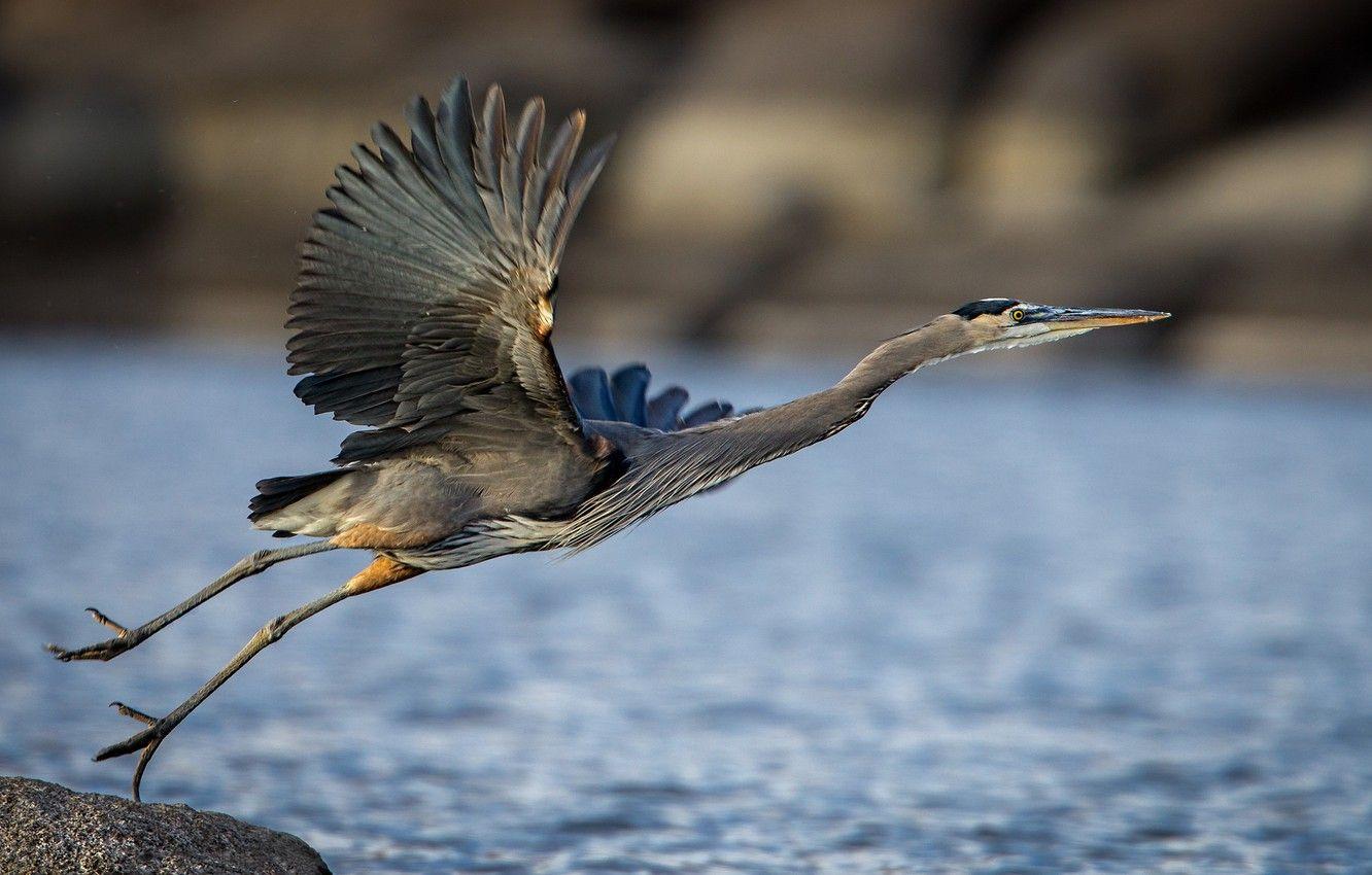 Blue Heron Wallpapers - Top Free Blue Heron Backgrounds - WallpaperAccess