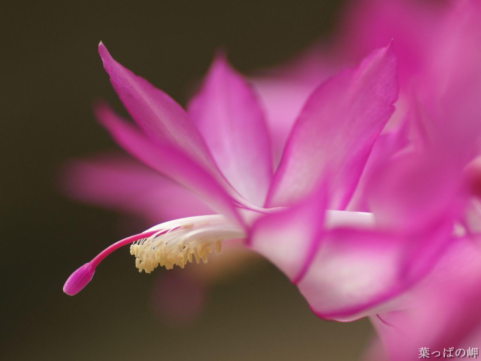 Flower Market Wallpapers - Top Free Flower Market Backgrounds ...