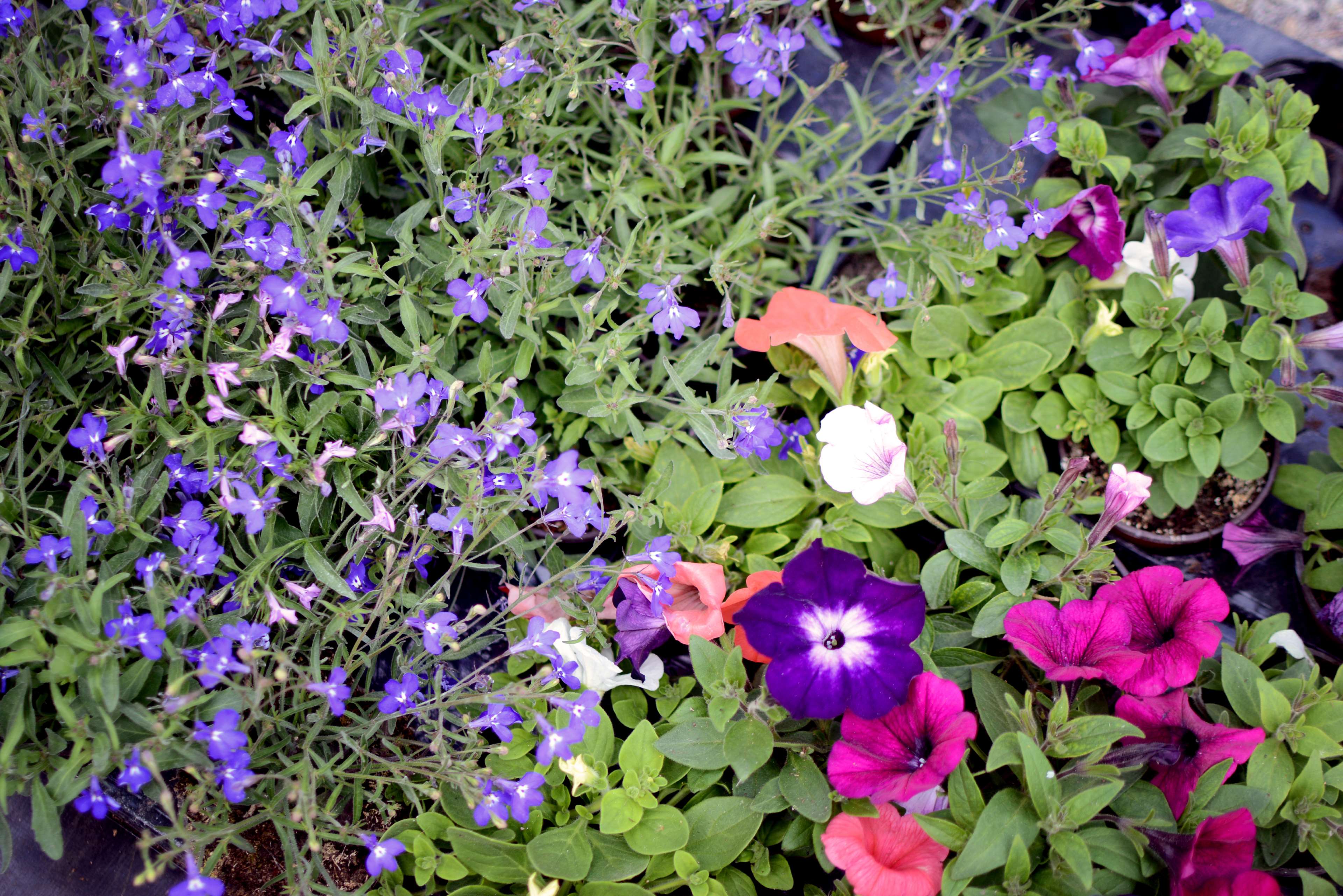 Flower Market Wallpapers - Top Free Flower Market Backgrounds ...