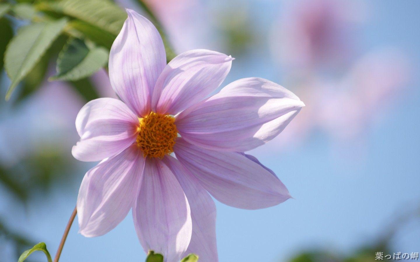 Flower Market Wallpapers - Top Free Flower Market Backgrounds ...