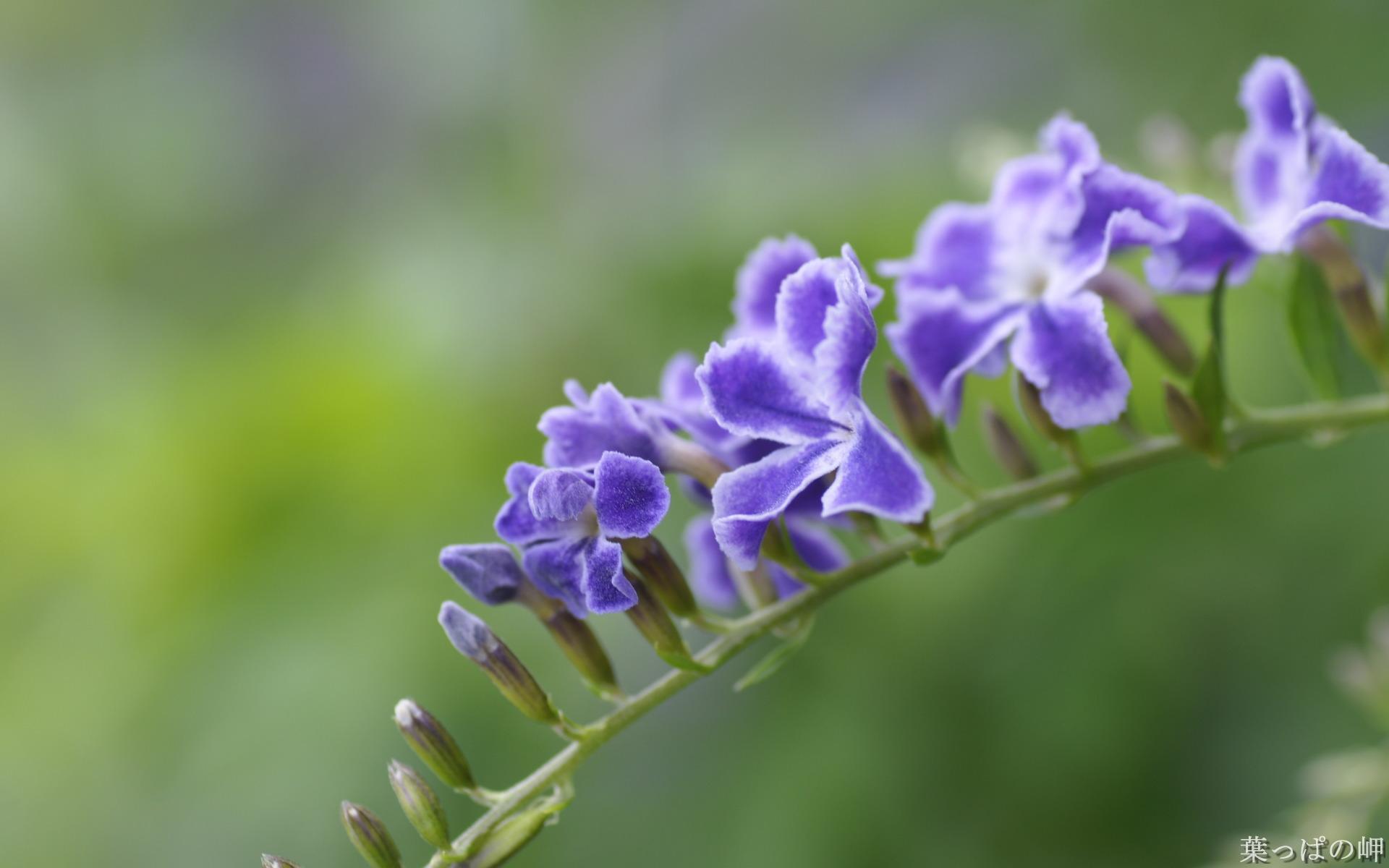 Flower Market Wallpapers - Top Free Flower Market Backgrounds ...