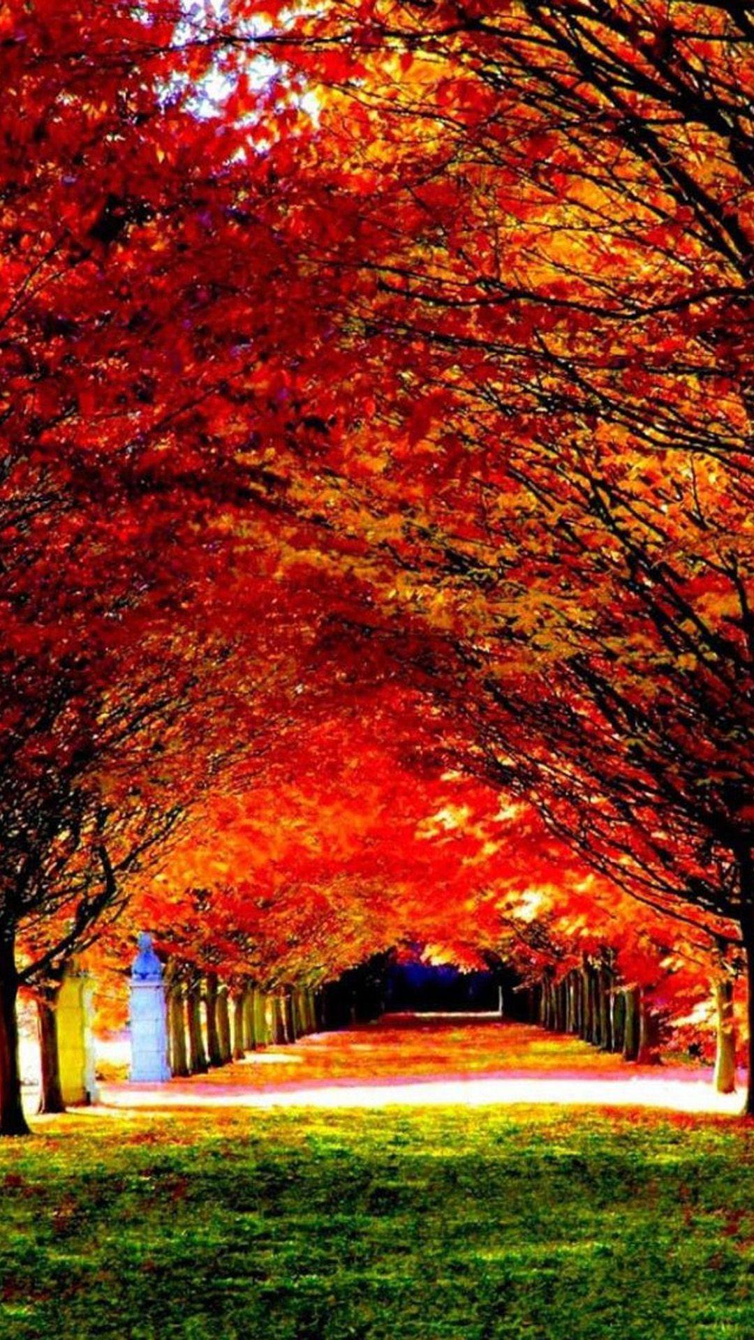 Autumn Trees iPhone Wallpapers - Top Free Autumn Trees iPhone ...