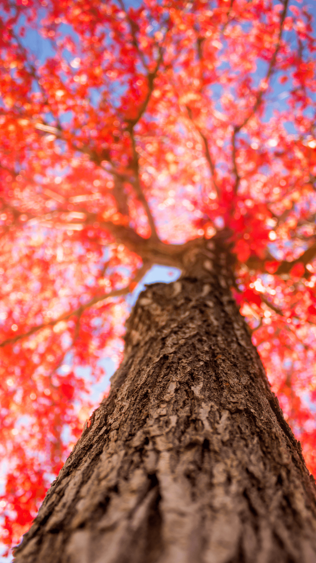 Autumn Trees iPhone Wallpapers - Top Free Autumn Trees iPhone ...