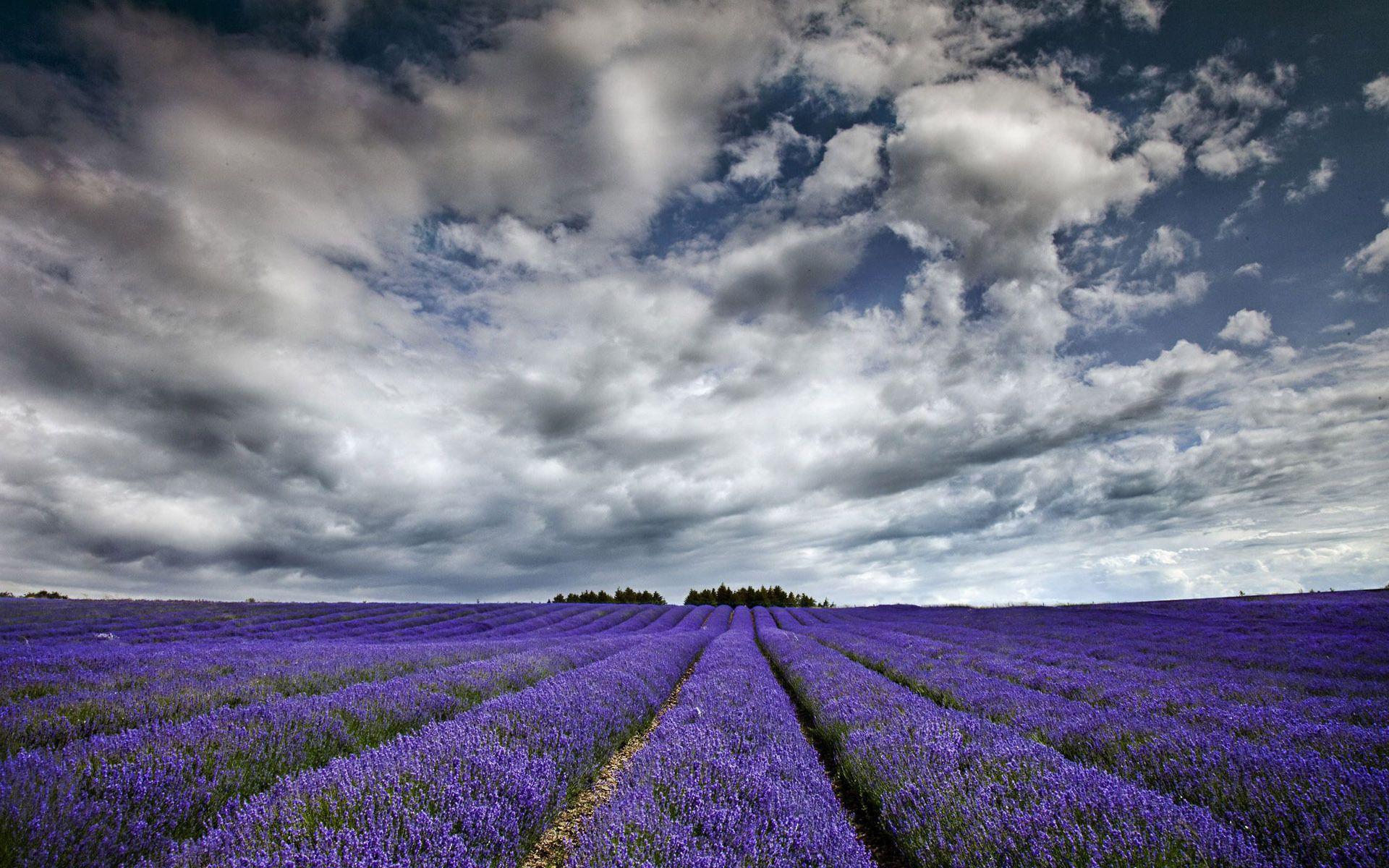 Lavender Sky Wallpapers - Top Free Lavender Sky Backgrounds ...