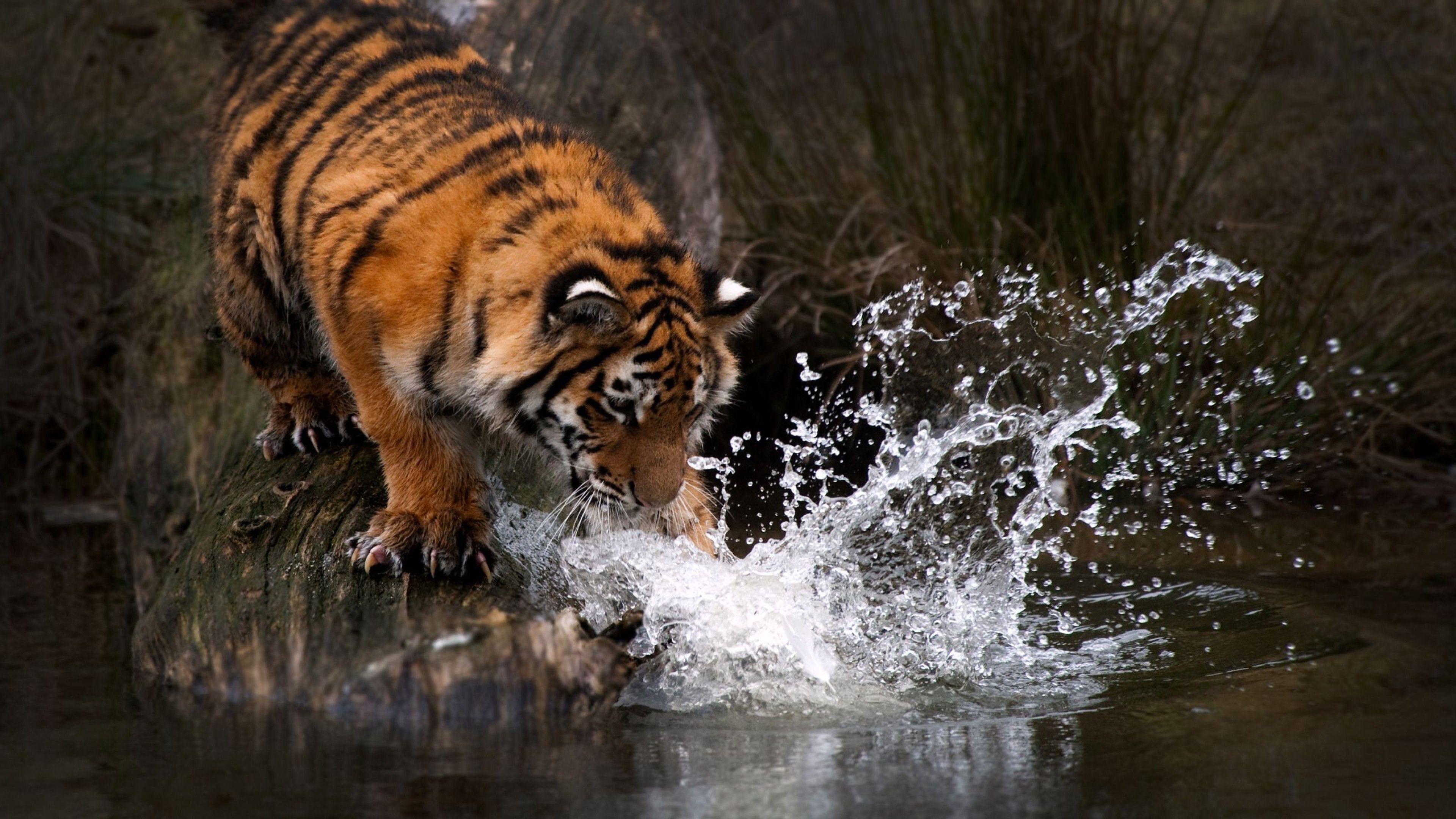4K Tiger Wallpapers - Top Free 4K Tiger Backgrounds - WallpaperAccess