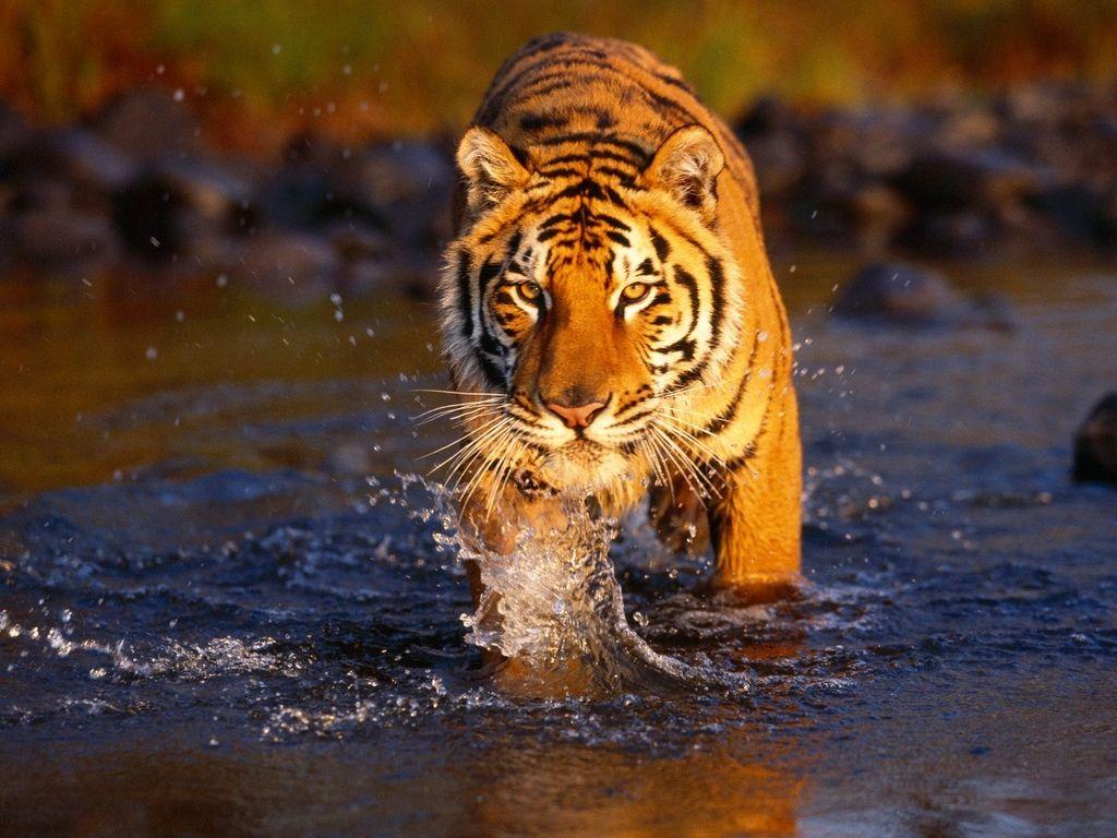 Tiger in Water Wallpapers - Top Free Tiger in Water Backgrounds ...