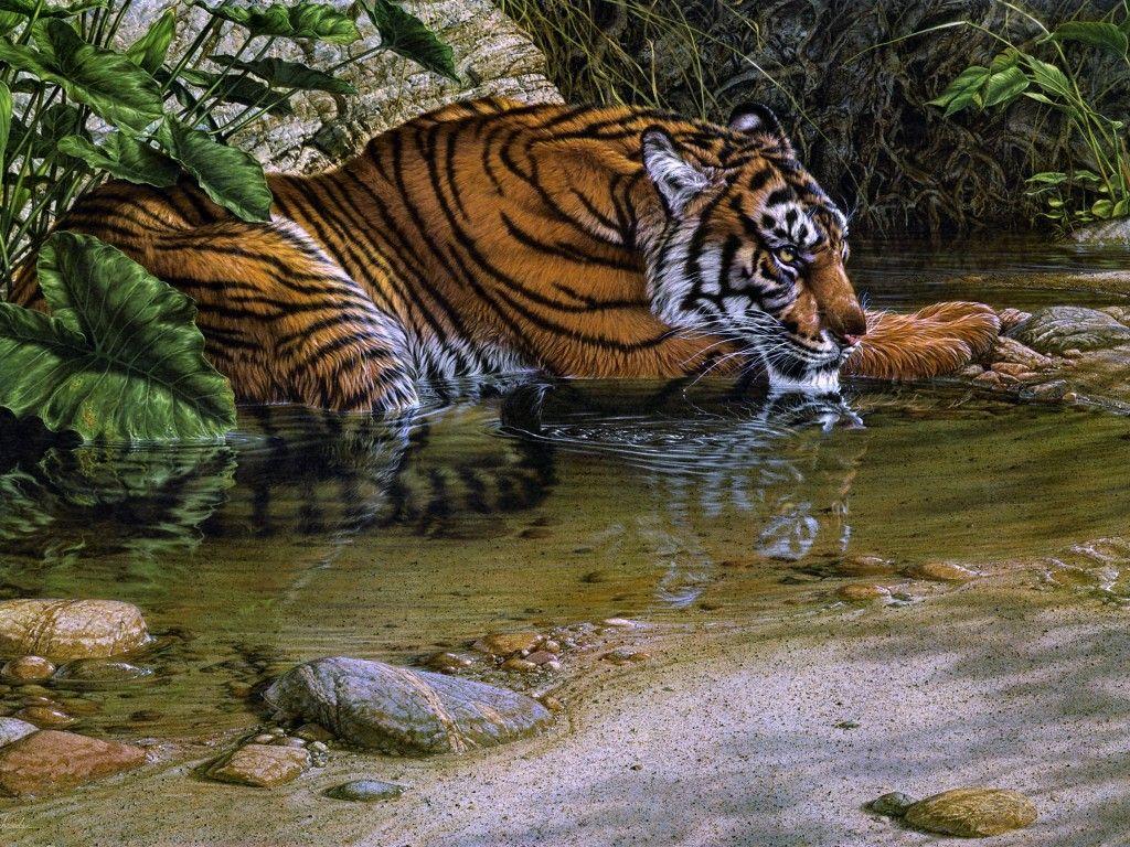 Tiger in Water Wallpapers - Top Free Tiger in Water Backgrounds ...