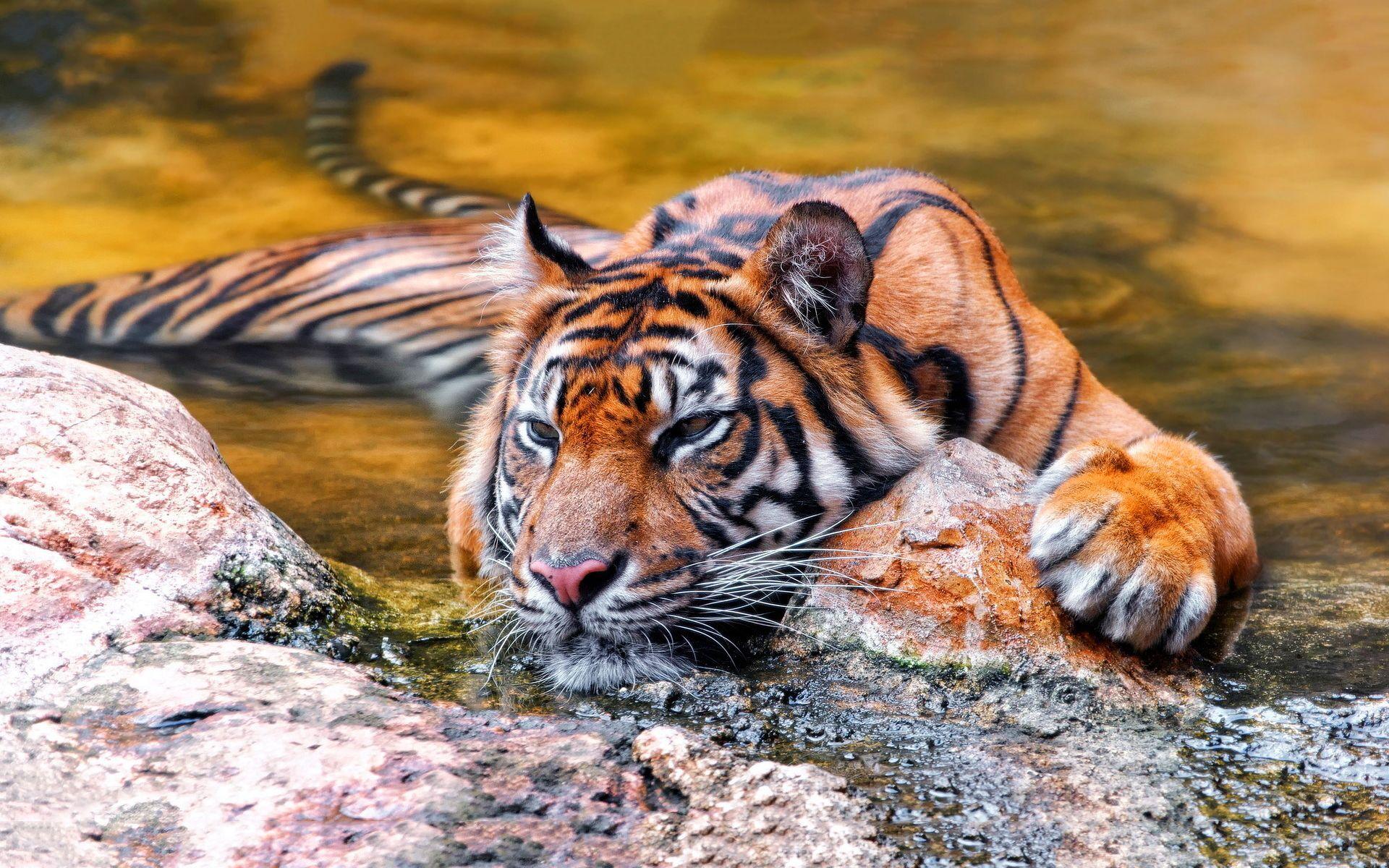Tiger in Water Wallpapers - Top Free Tiger in Water Backgrounds ...