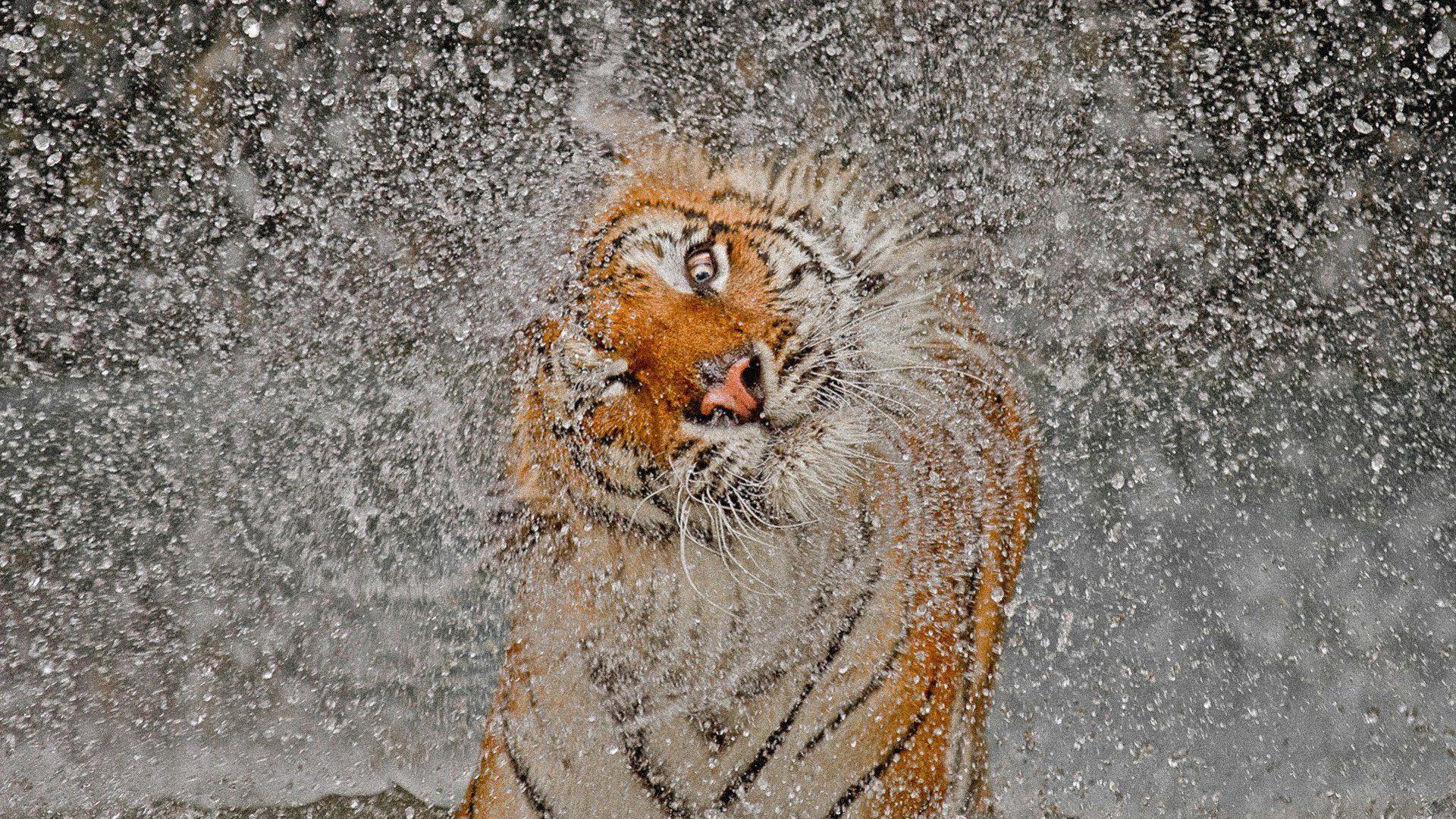 Tiger in Water Wallpapers - Top Free Tiger in Water Backgrounds ...