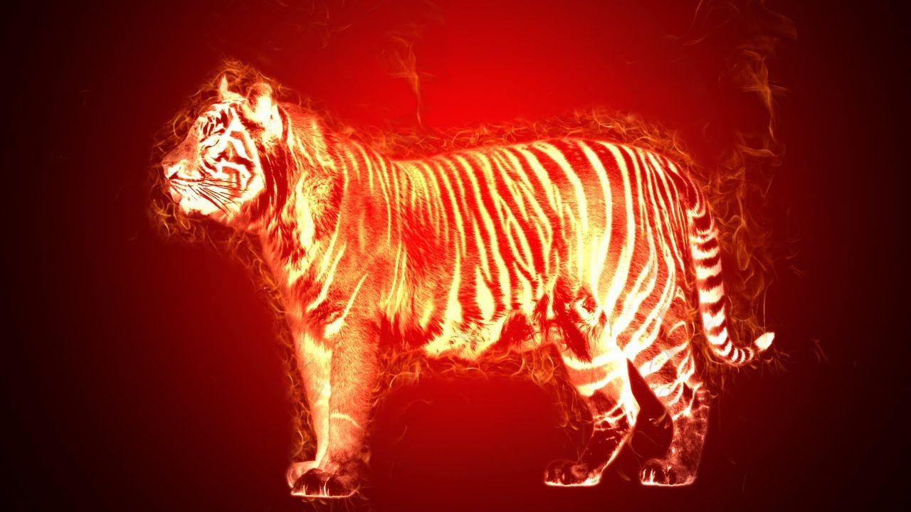 Flame Tiger Wallpapers - Top Free Flame Tiger Backgrounds - WallpaperAccess
