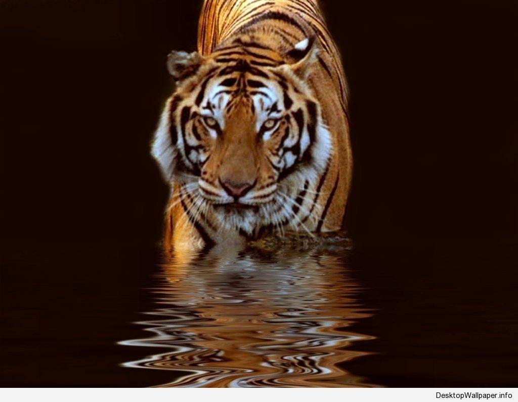 Tiger in Water Wallpapers - Top Free Tiger in Water Backgrounds ...