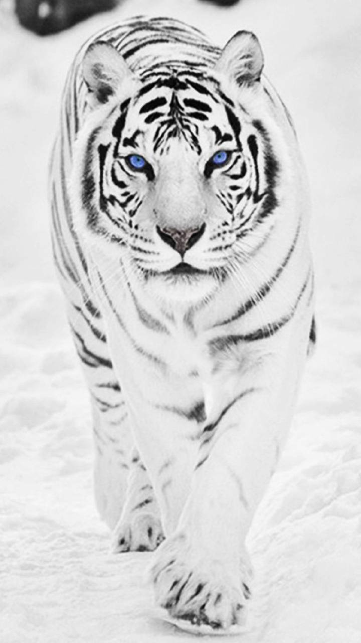 Ice Tiger Wallpapers - Top Free Ice Tiger Backgrounds - WallpaperAccess