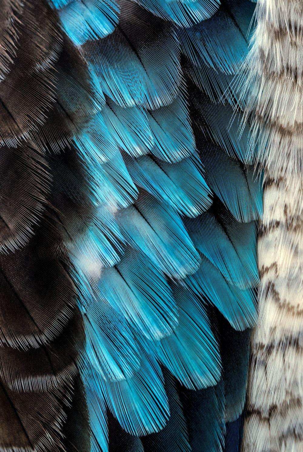 Neon Feather Wallpapers - Top Free Neon Feather Backgrounds ...