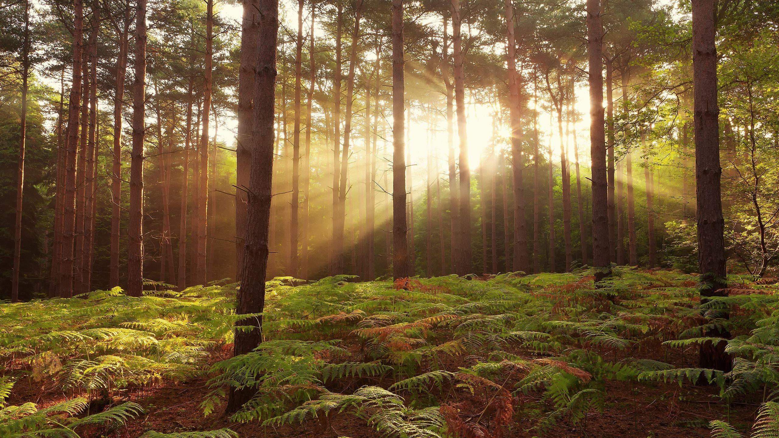 Sunrise Forest Wallpapers - Top Free Sunrise Forest Backgrounds ...