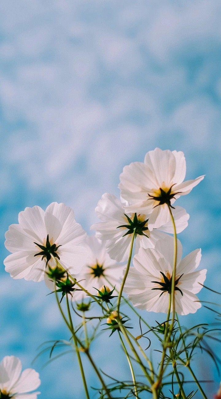 Florida Spring Wallpapers - Top Free Florida Spring Backgrounds ...