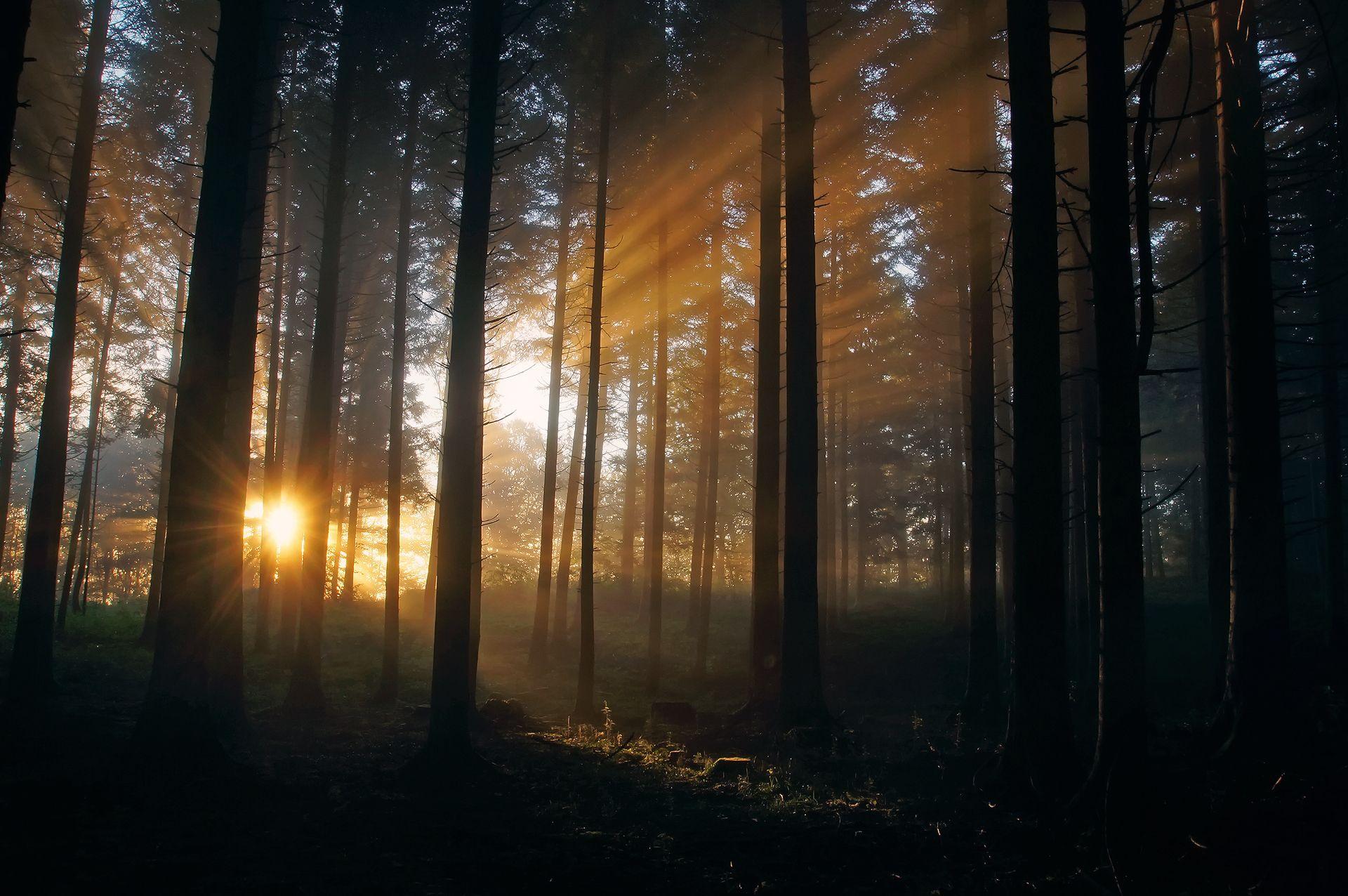 Sunrise Forest Wallpapers - Top Free Sunrise Forest Backgrounds ...