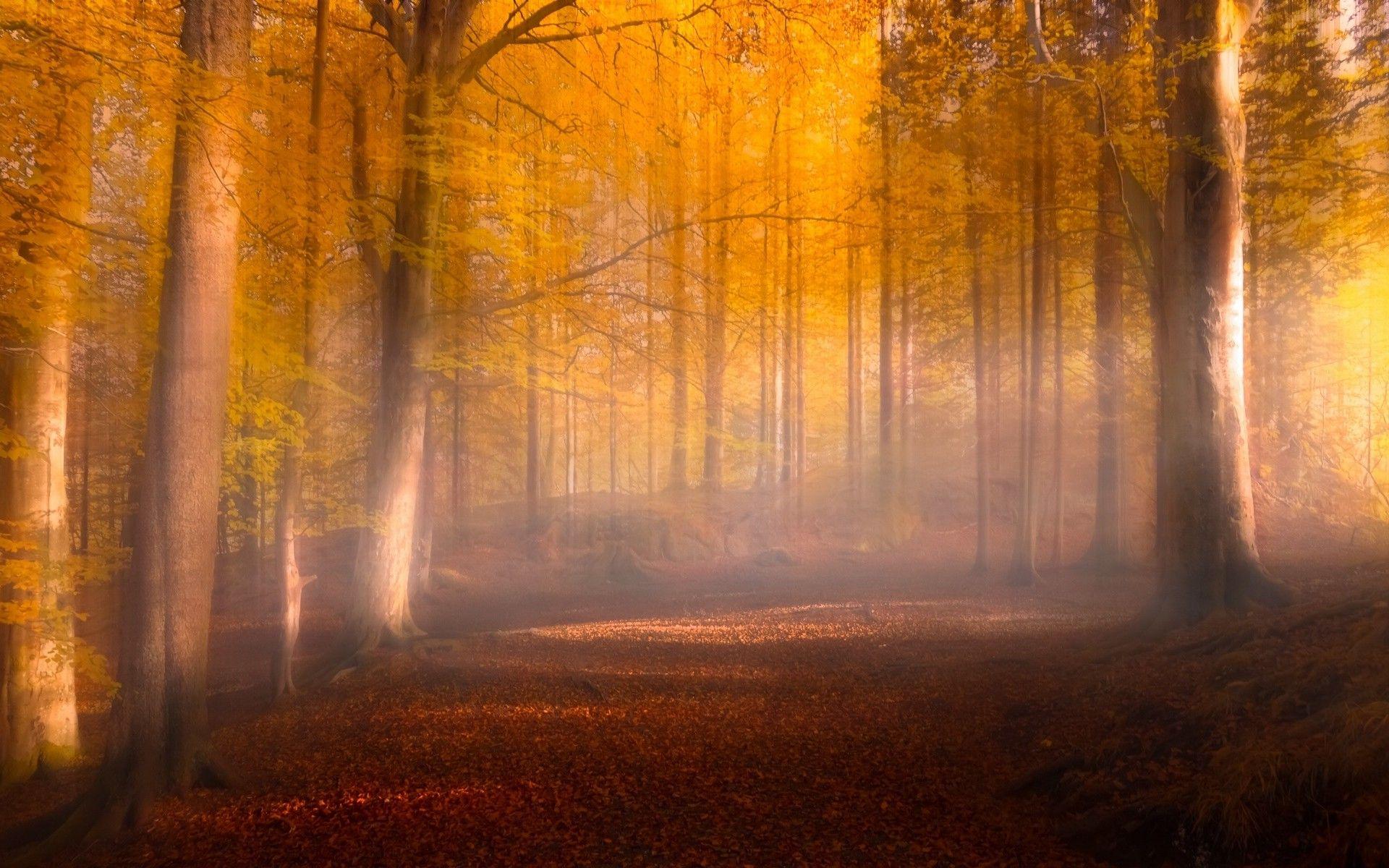 Sunrise Forest Wallpapers - Top Free Sunrise Forest Backgrounds ...