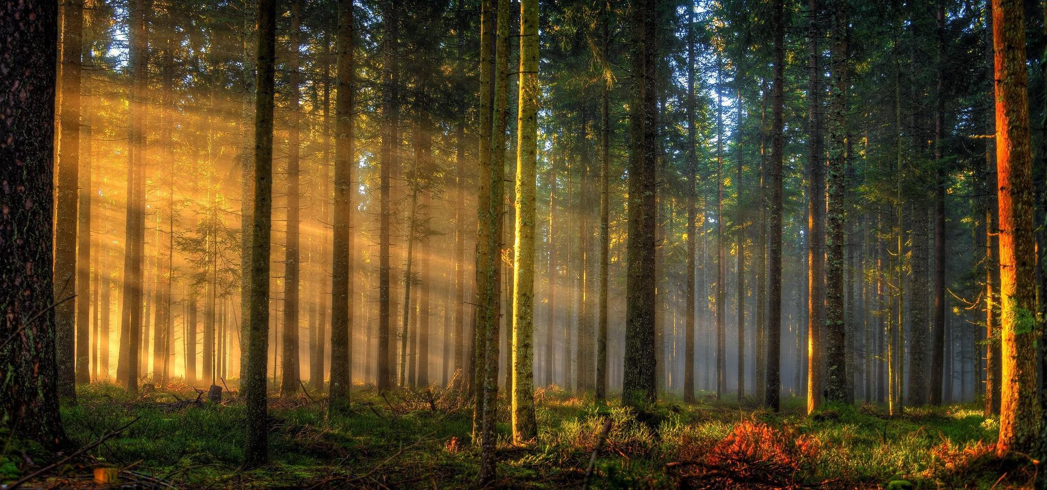Sunrise Forest Wallpapers - Top Free Sunrise Forest Backgrounds ...