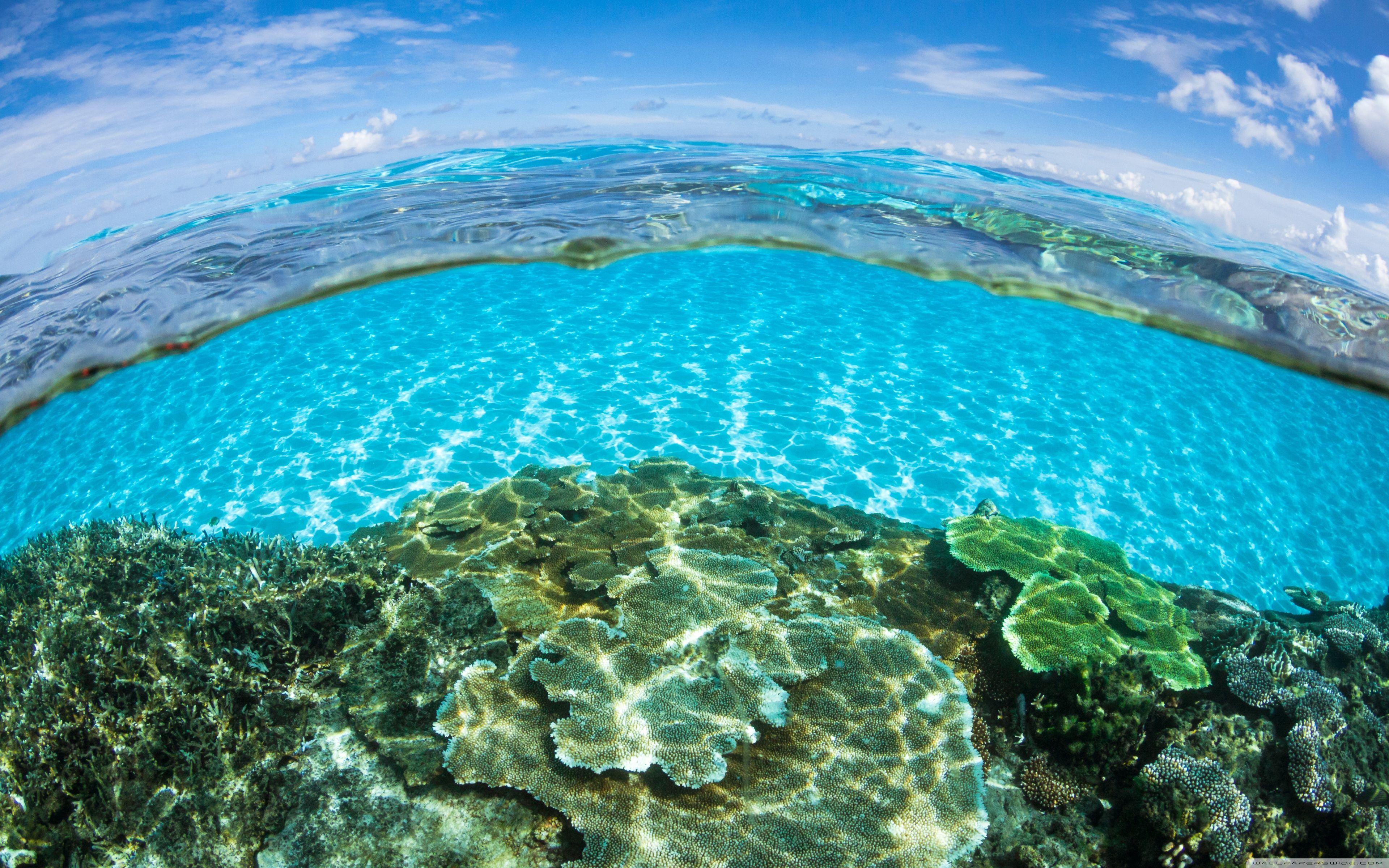 Half Underwater Wallpapers - Top Free Half Underwater Backgrounds ...