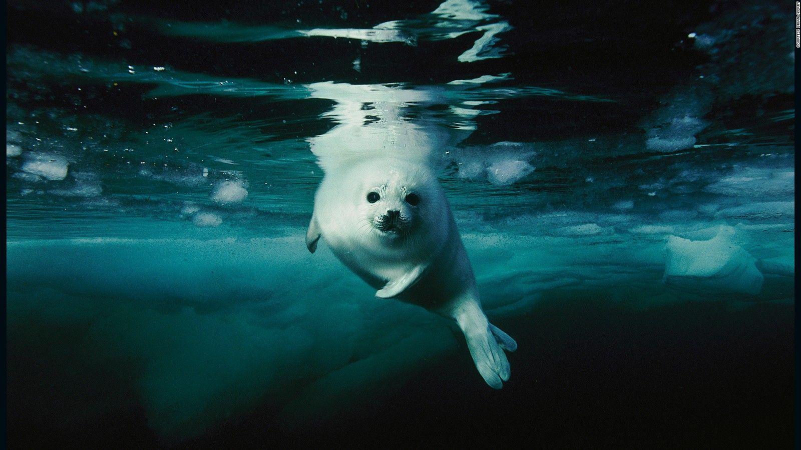 Underwater Photography HD Wallpapers - Top Free Underwater Photography ...