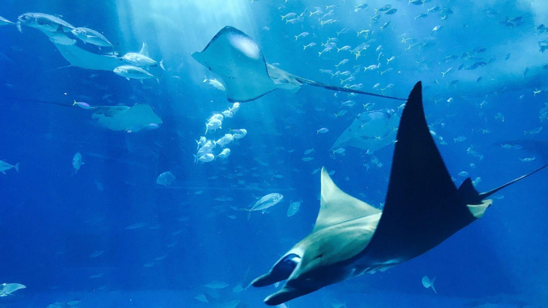 Underwater Photography HD Wallpapers - Top Free Underwater Photography ...