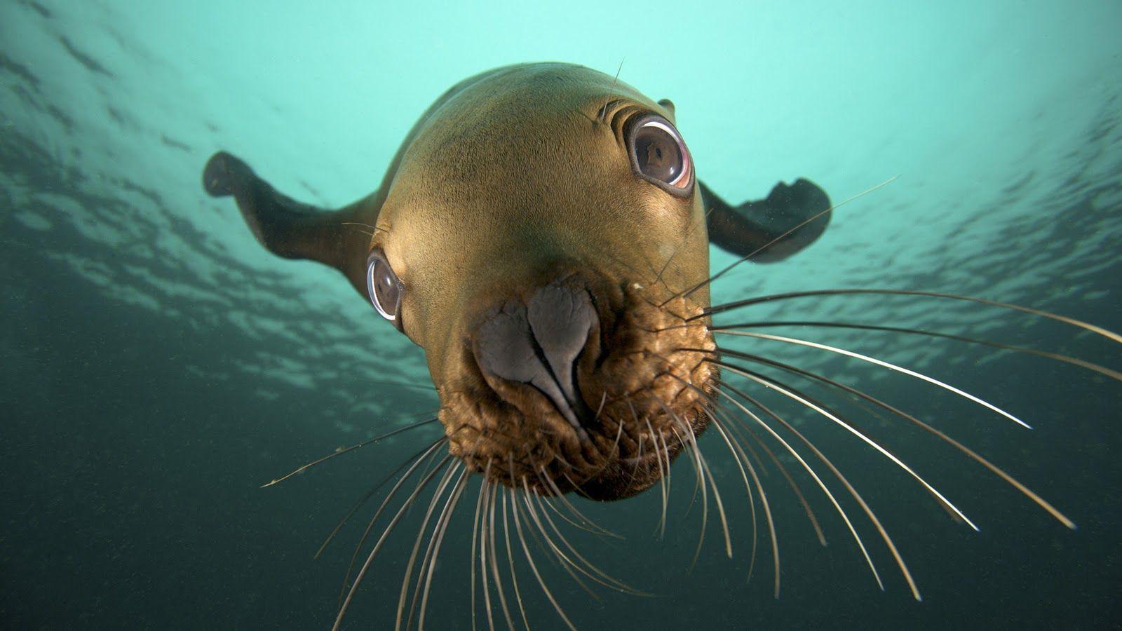 Amazing Animal Wallpapers - Top Free Amazing Animal Backgrounds ...