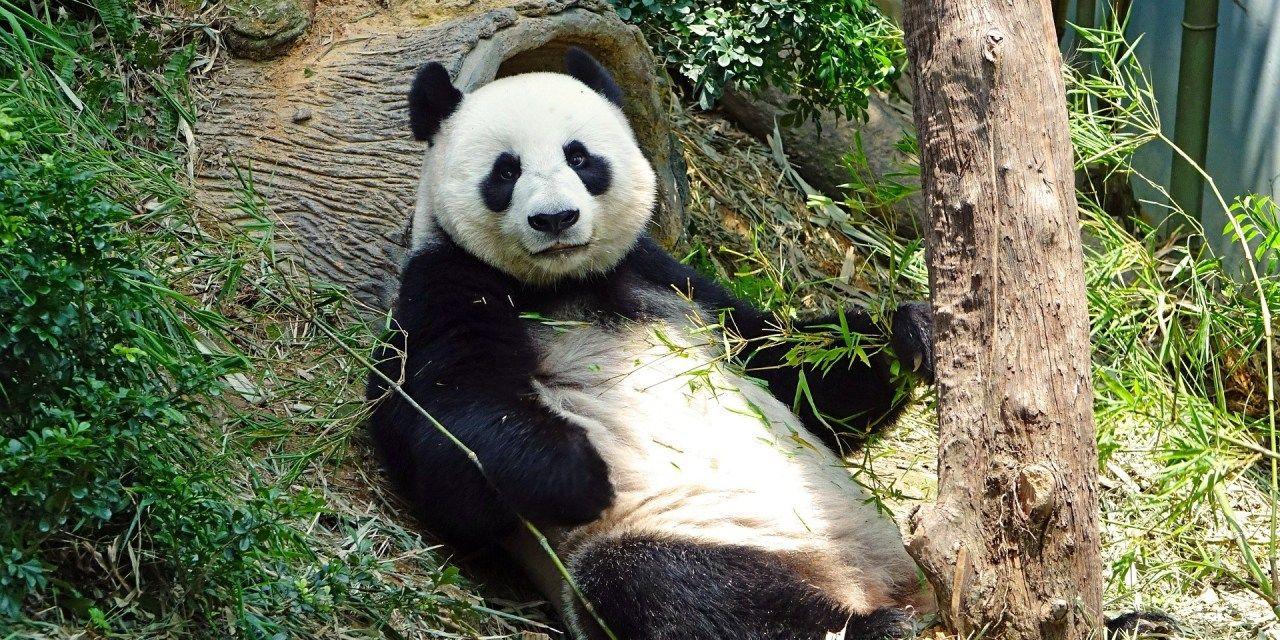 Amazing Animal Wallpapers - Top Free Amazing Animal Backgrounds ...