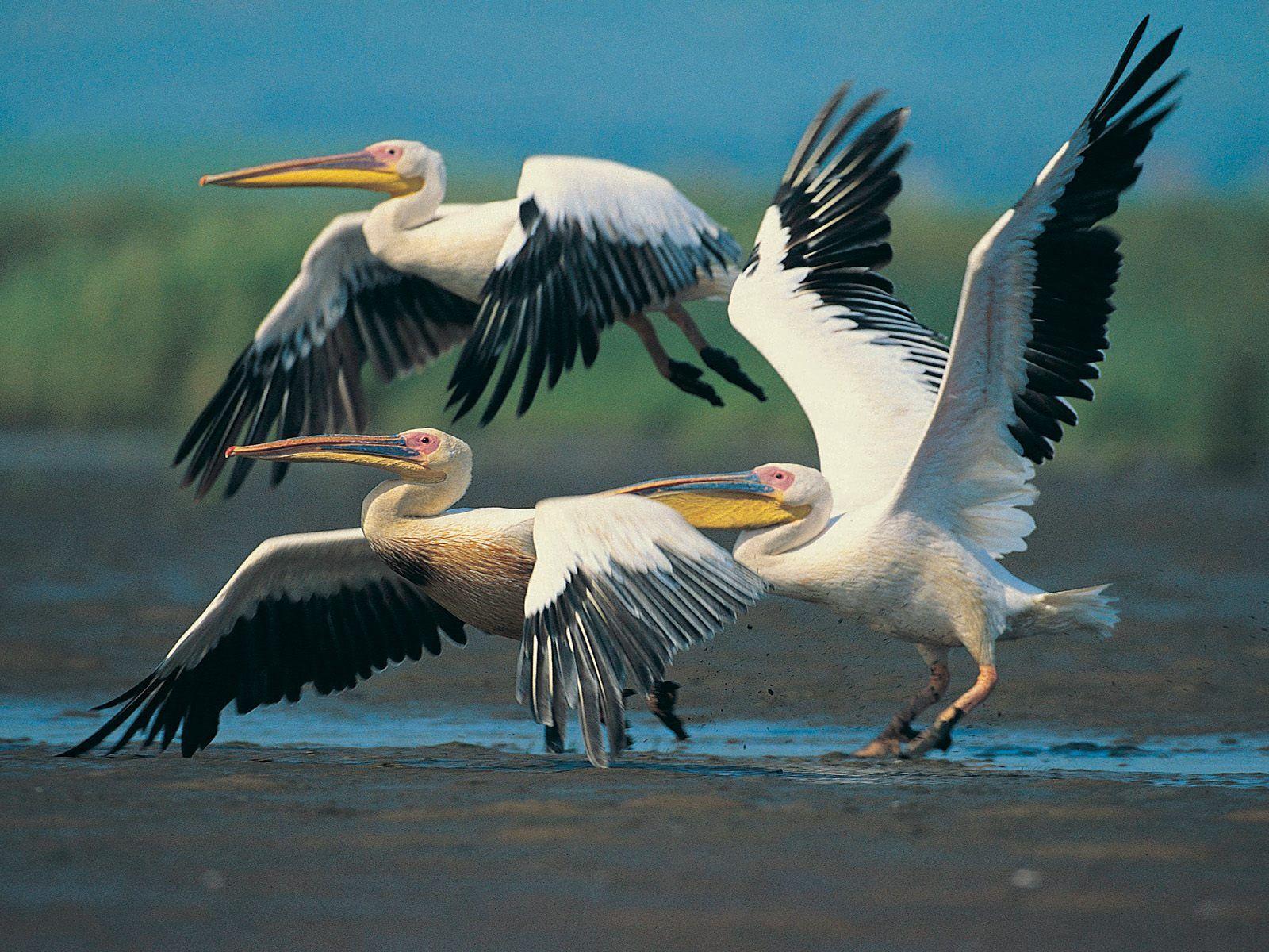 Amazing Animal Wallpapers - Top Free Amazing Animal Backgrounds ...